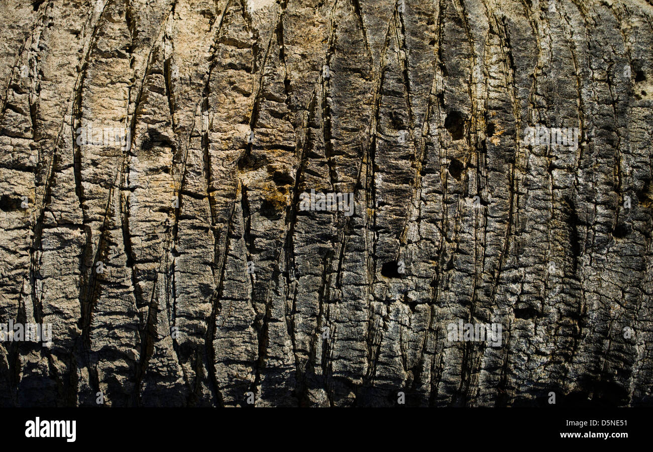 palm tree texture Stock Photo - Alamy