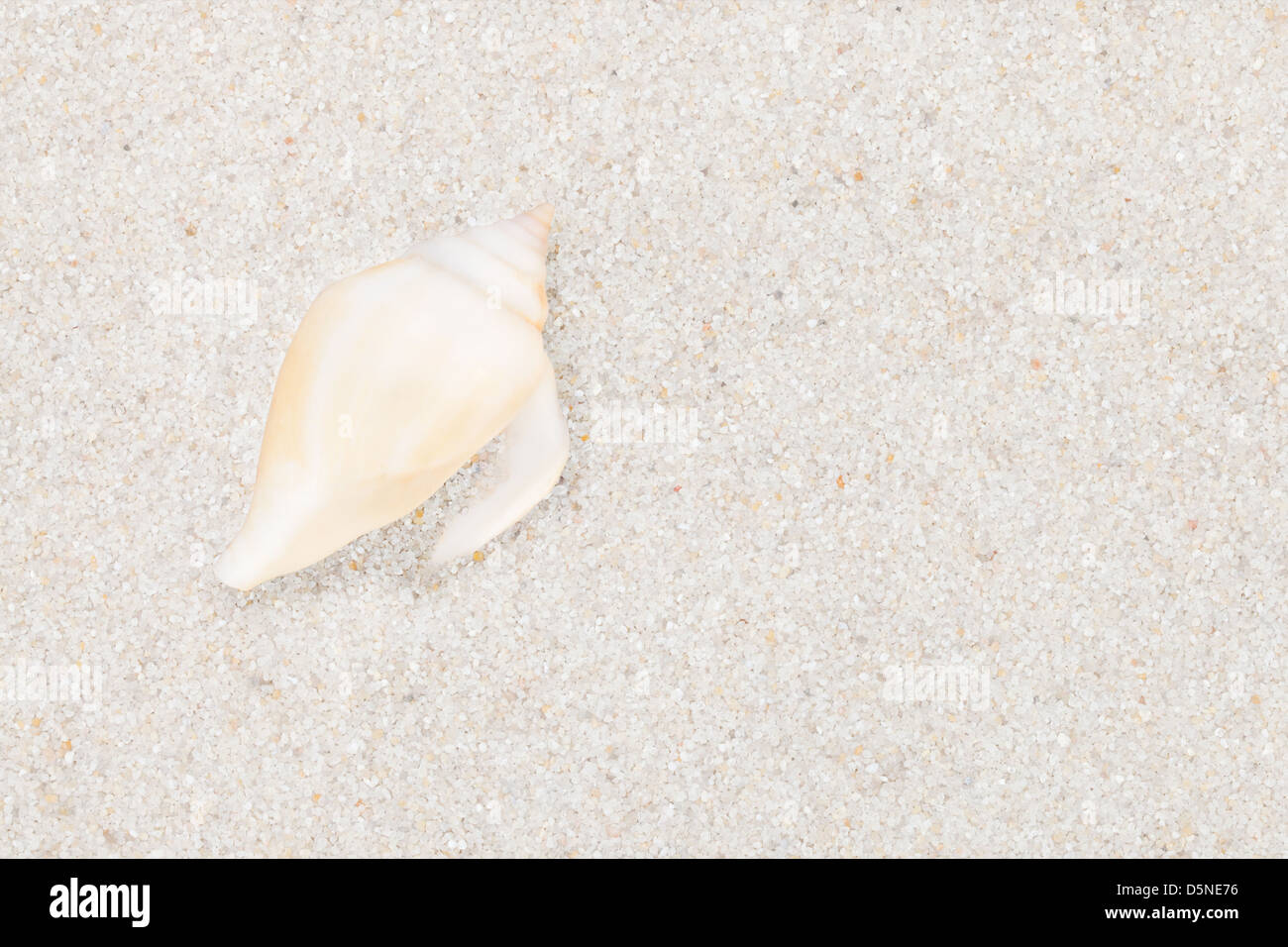 Seashell on white sand beach Stock Photo - Alamy