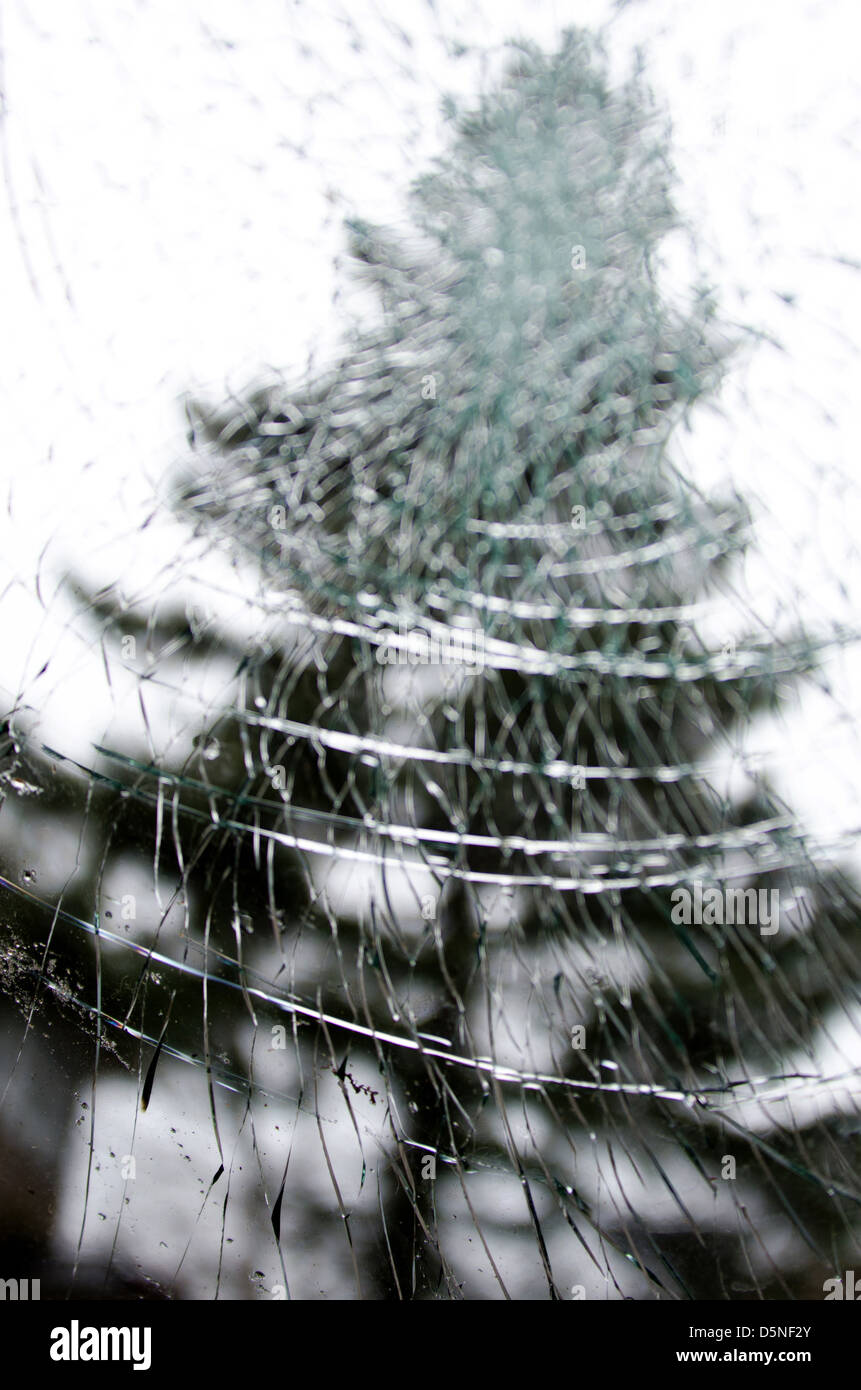Looking up at a spruce tree through the cracks in a broken windscreen ...