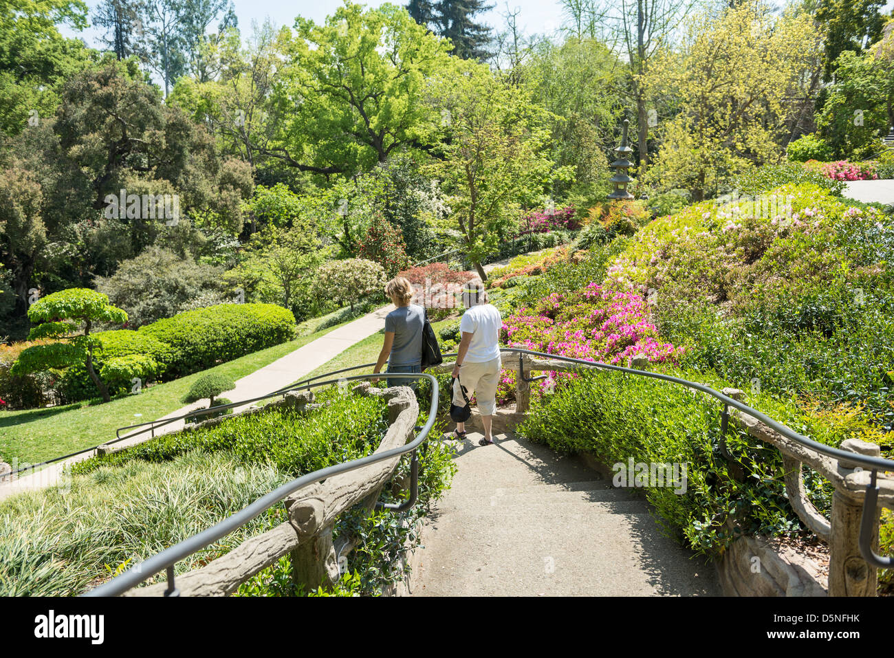 Spring scene at the Japanese Garden of the Huntington Library and ...