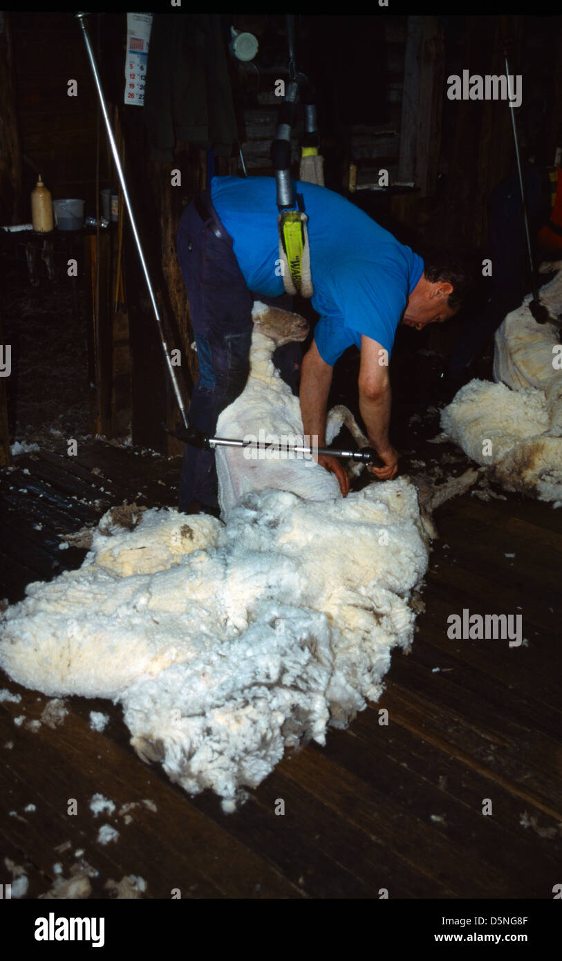 sheep sheering tasmania australia Stock Photo - Alamy