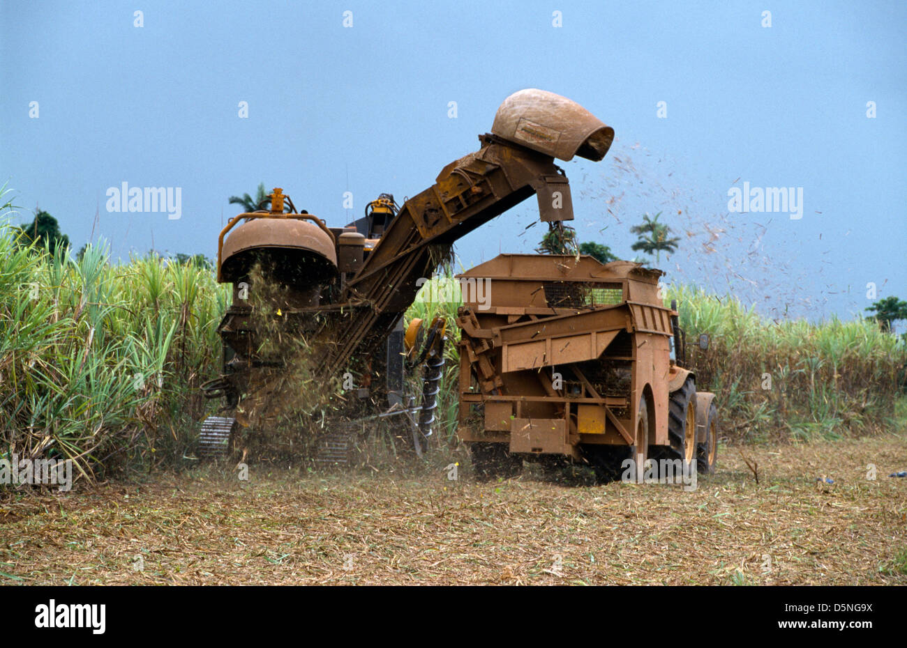 harvesting sugar cane queensland australia Stock Photo - Alamy