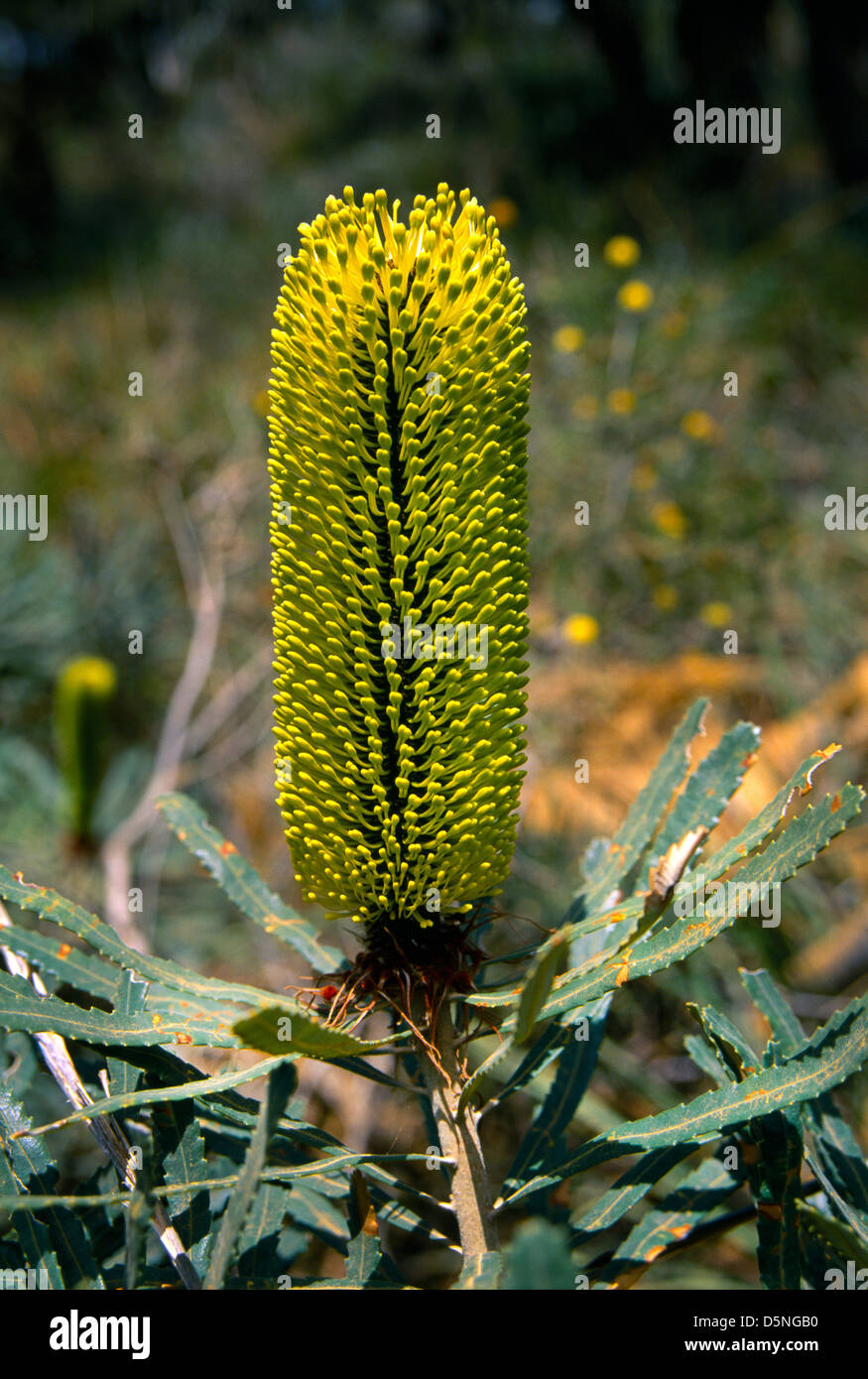 slender banksia banksia attenuata australia Stock Photo - Alamy