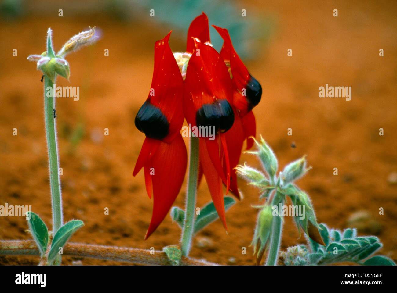 stuart desert pea alice springs desert park northern territory ...