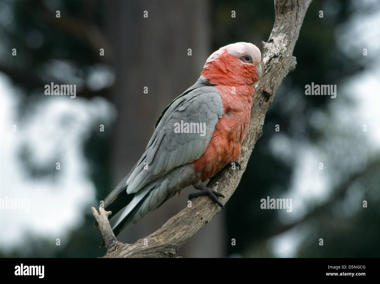 Galah australia hi-res stock photography and images - Alamy