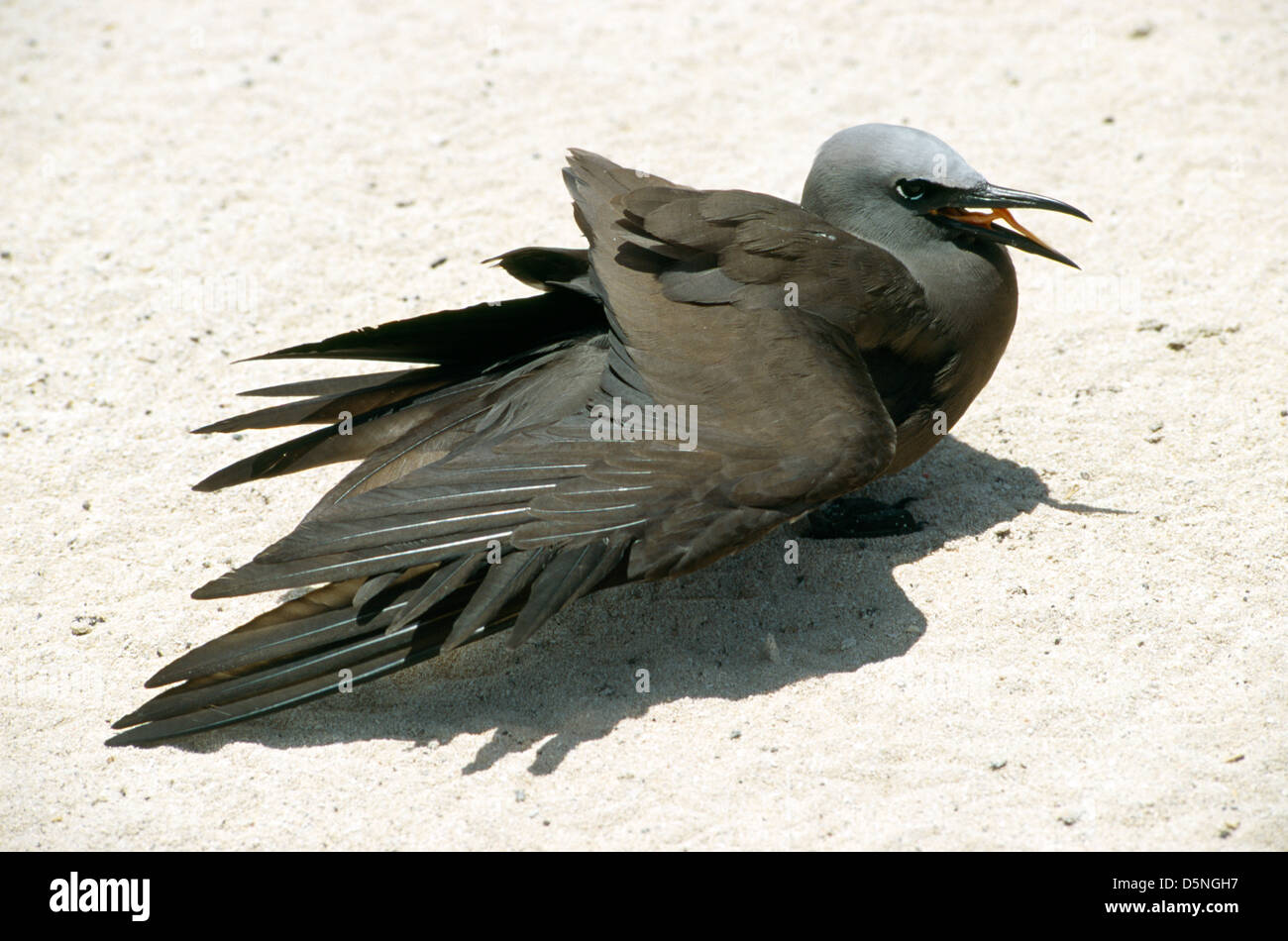 common noddy australia Stock Photo - Alamy
