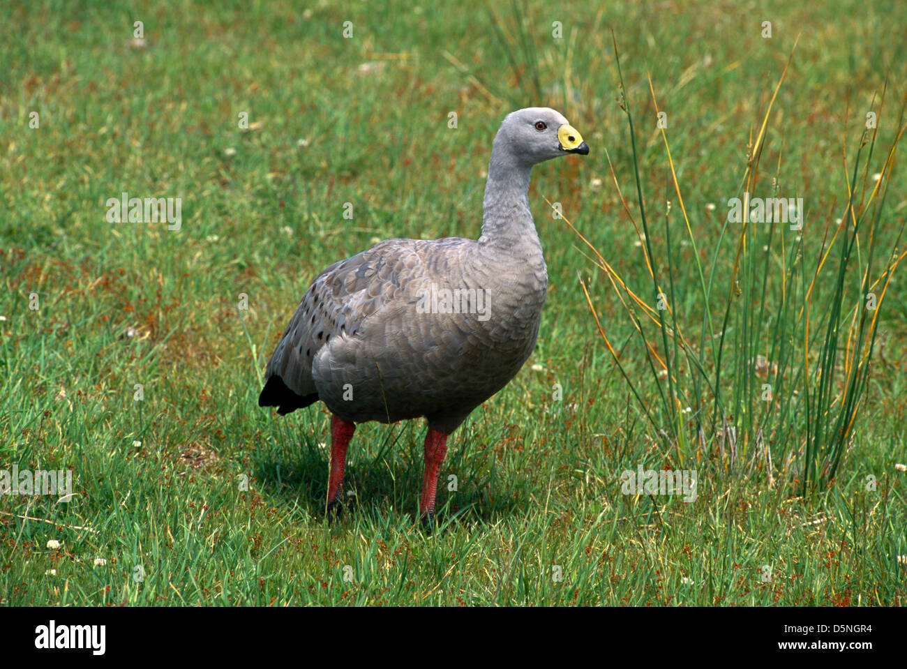 cape barren goose australia Stock Photo - Alamy
