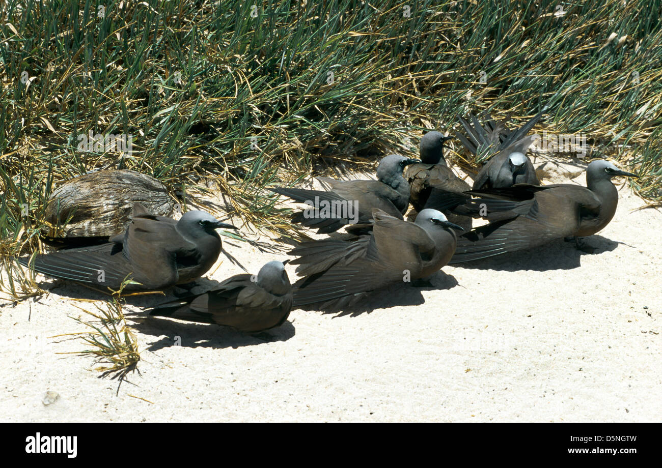 common noddies australia Stock Photo - Alamy
