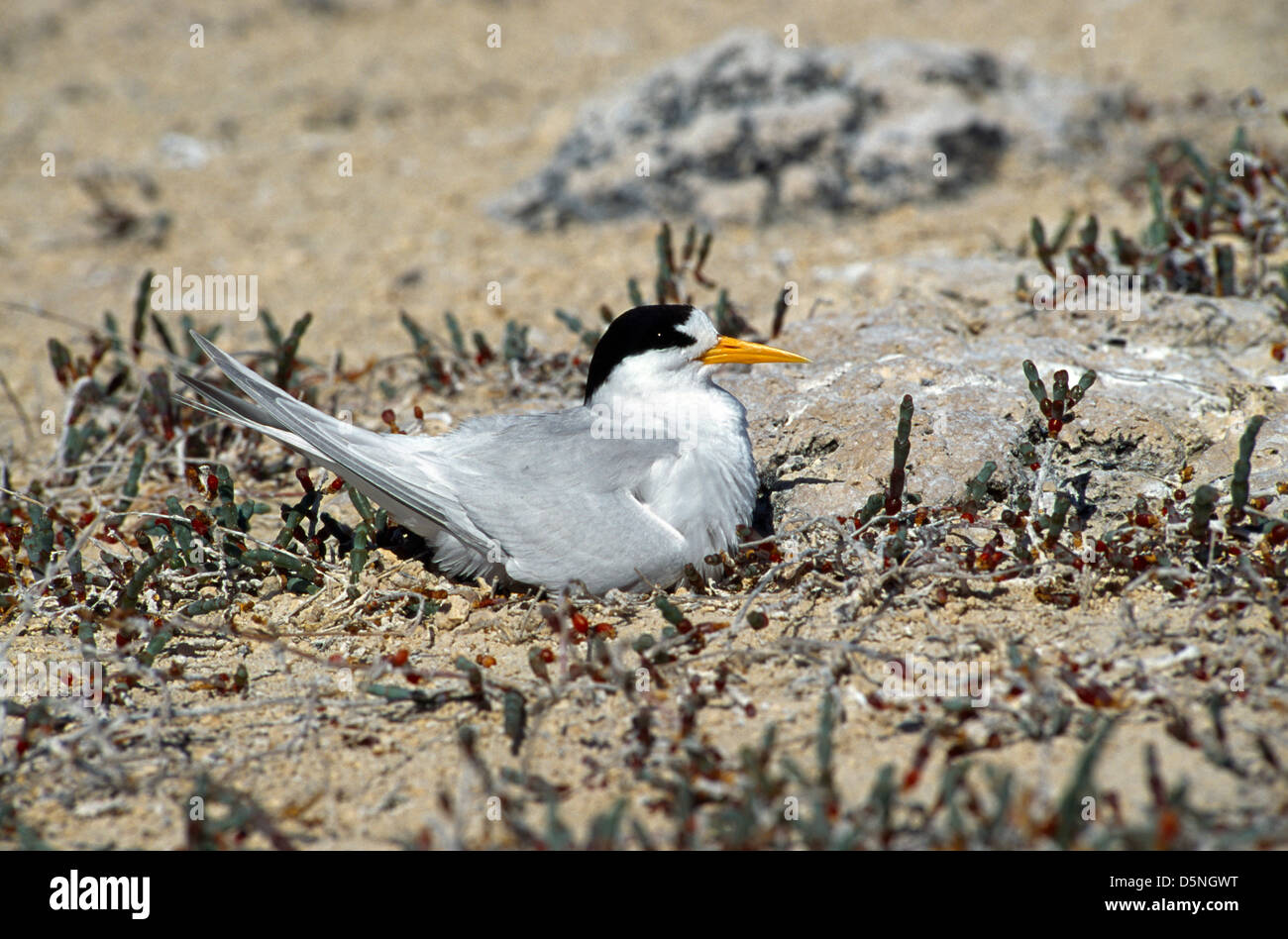 fairy tern australia Stock Photo - Alamy