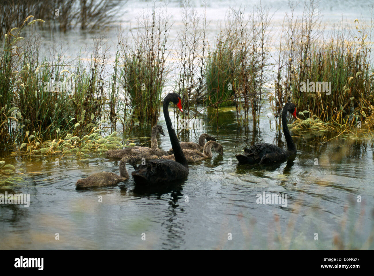 black swans with cygnets australia Stock Photo - Alamy