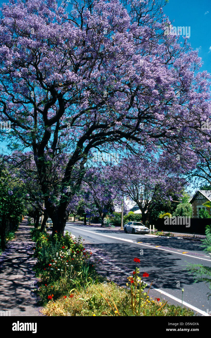jacaranda trees in flower adelaide australia Stock Photo - Alamy
