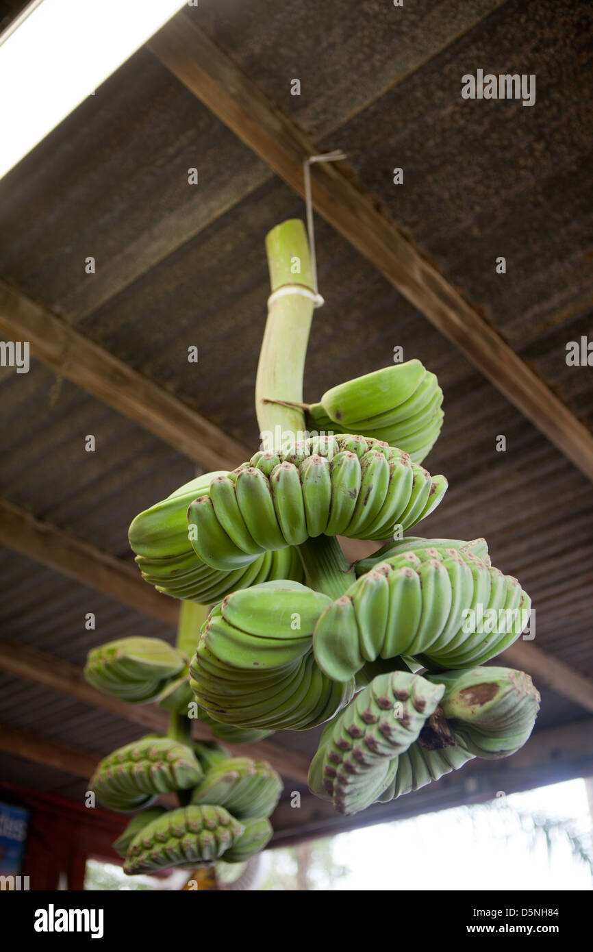 Florida farmers hi-res stock photography and images - Alamy