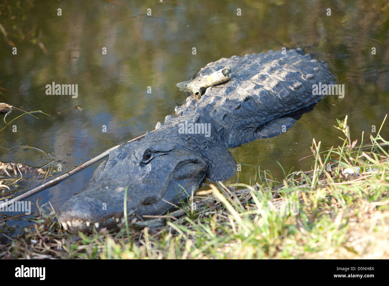 Fake alligator hi-res stock photography and images - Alamy