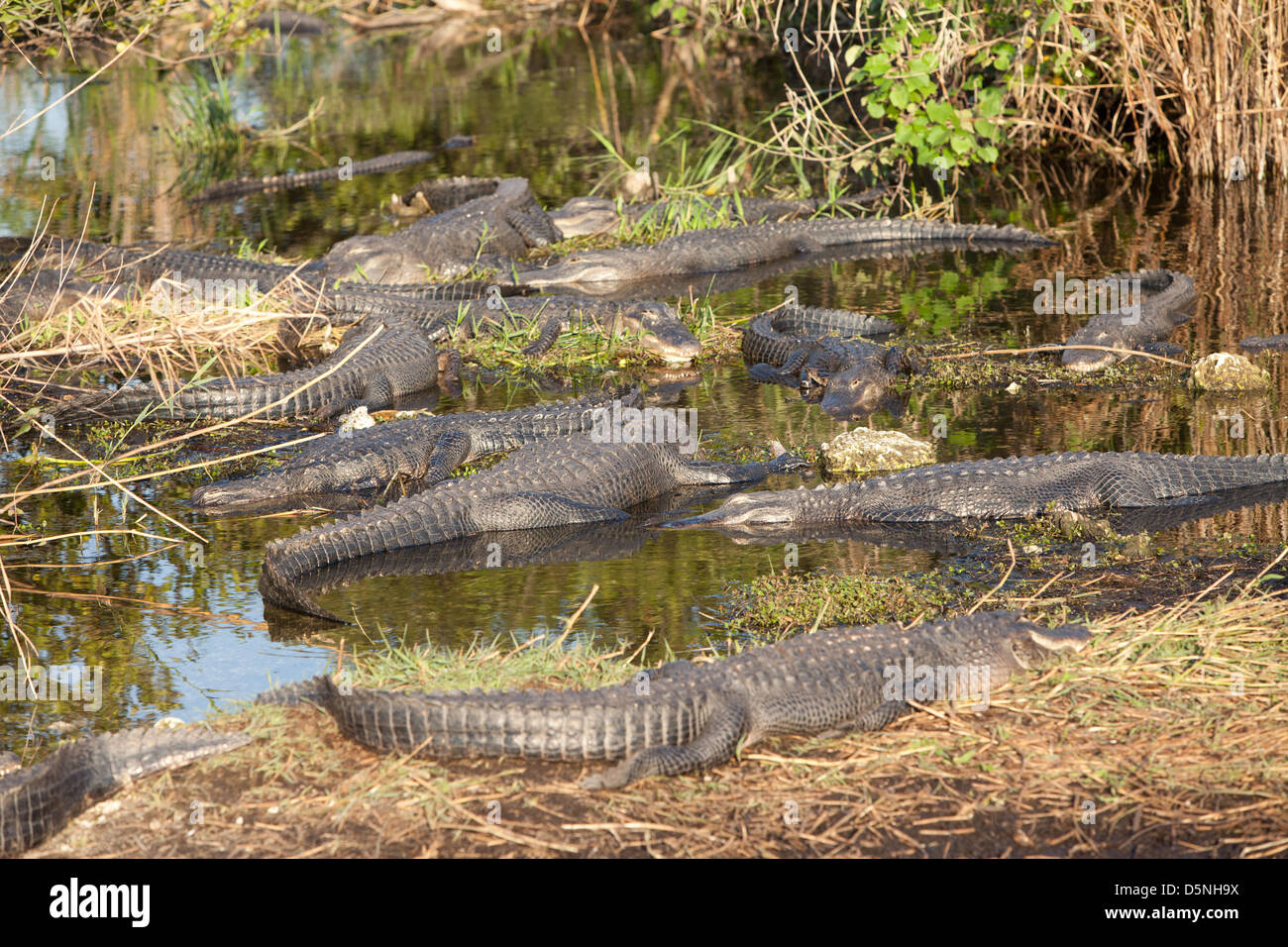 North American Alligator Florida Alligator Stock Photo - Alamy