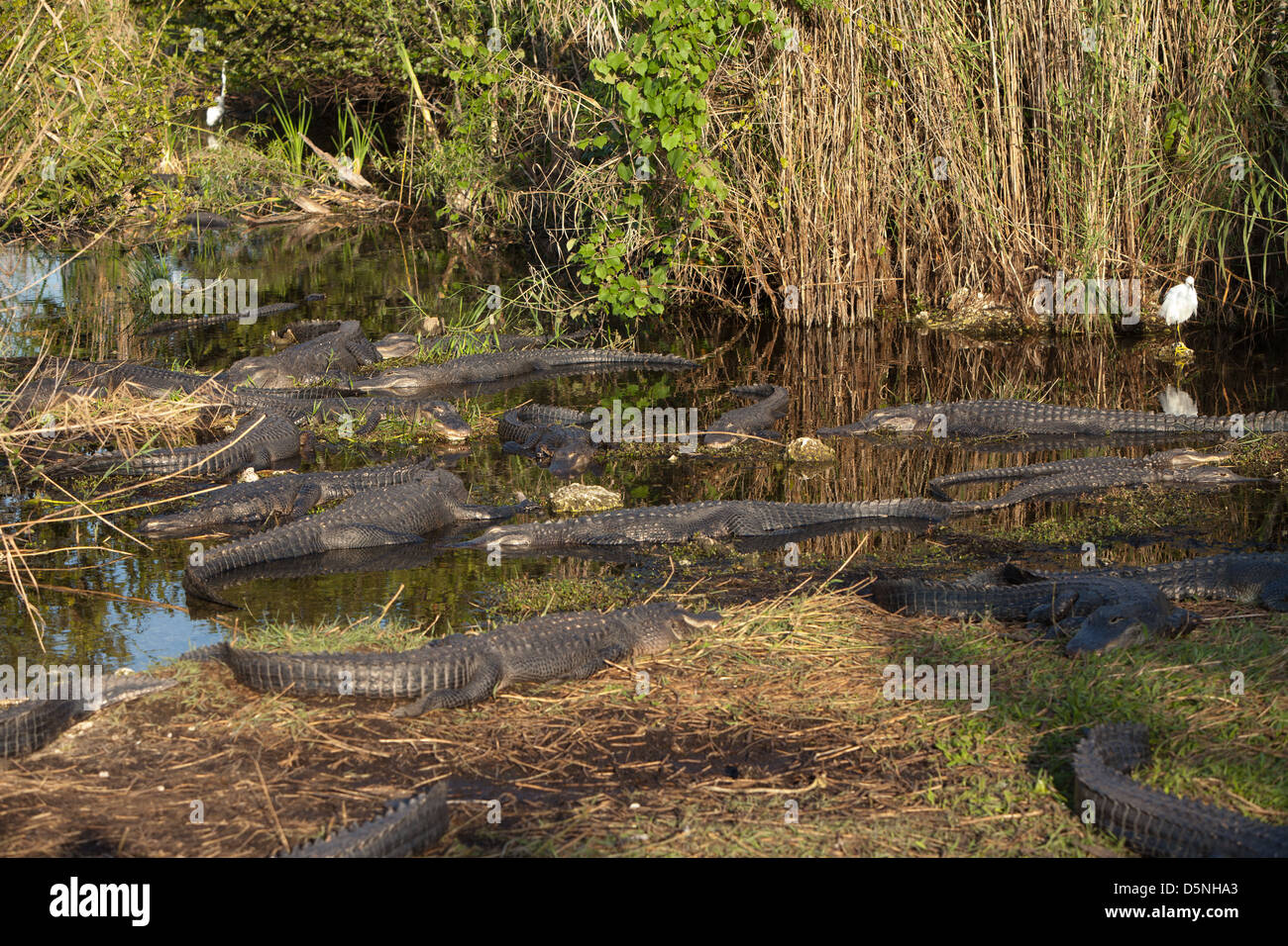 Swamp alligators florida hi-res stock photography and images - Alamy