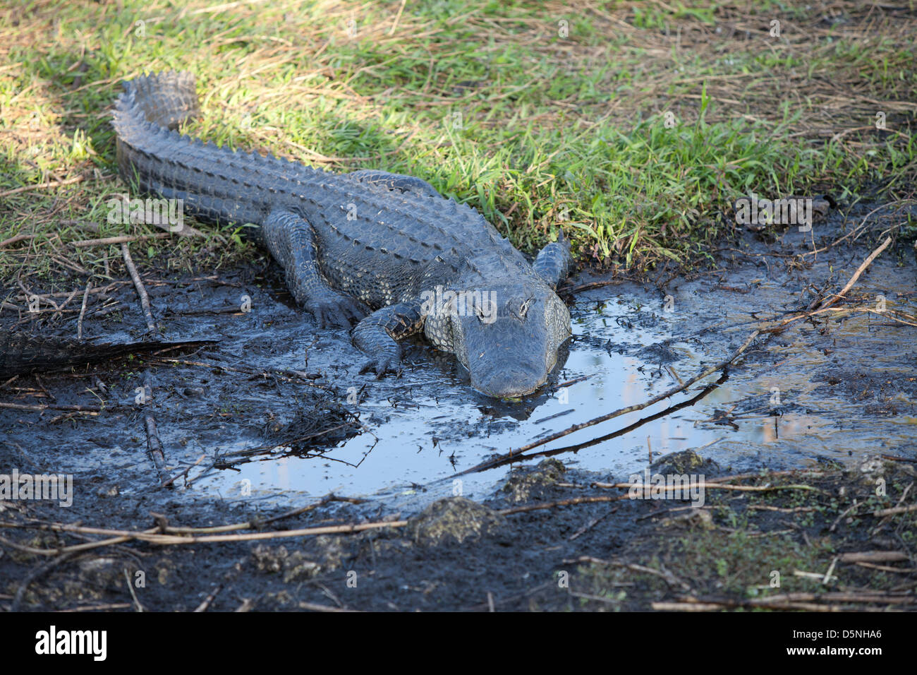 Florida alligator in the everglades Stock Photo - Alamy