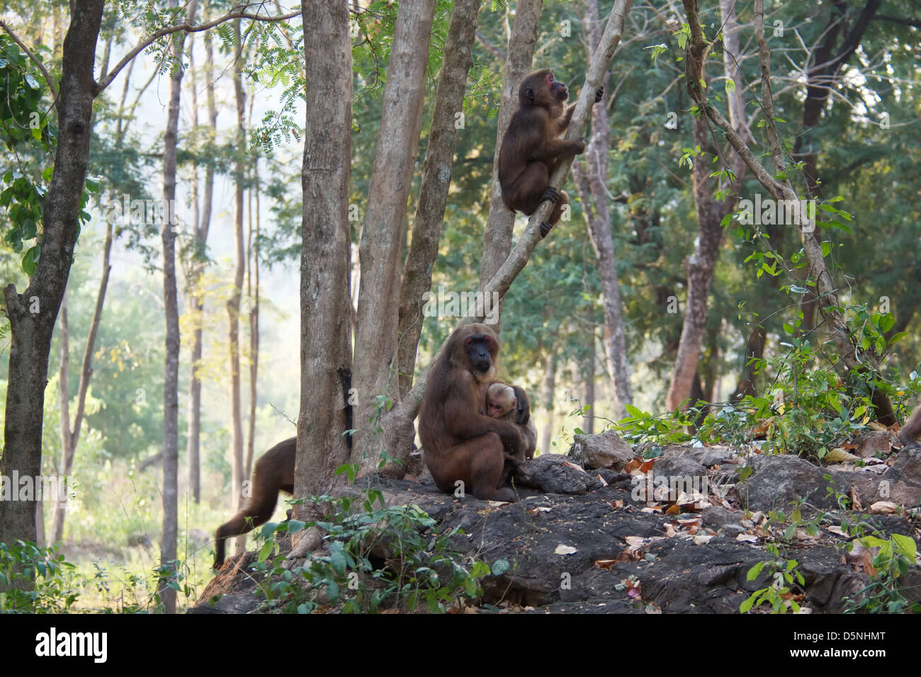 Wild Stump-tailed macaque, Macaca arctoides Stock Photo - Alamy