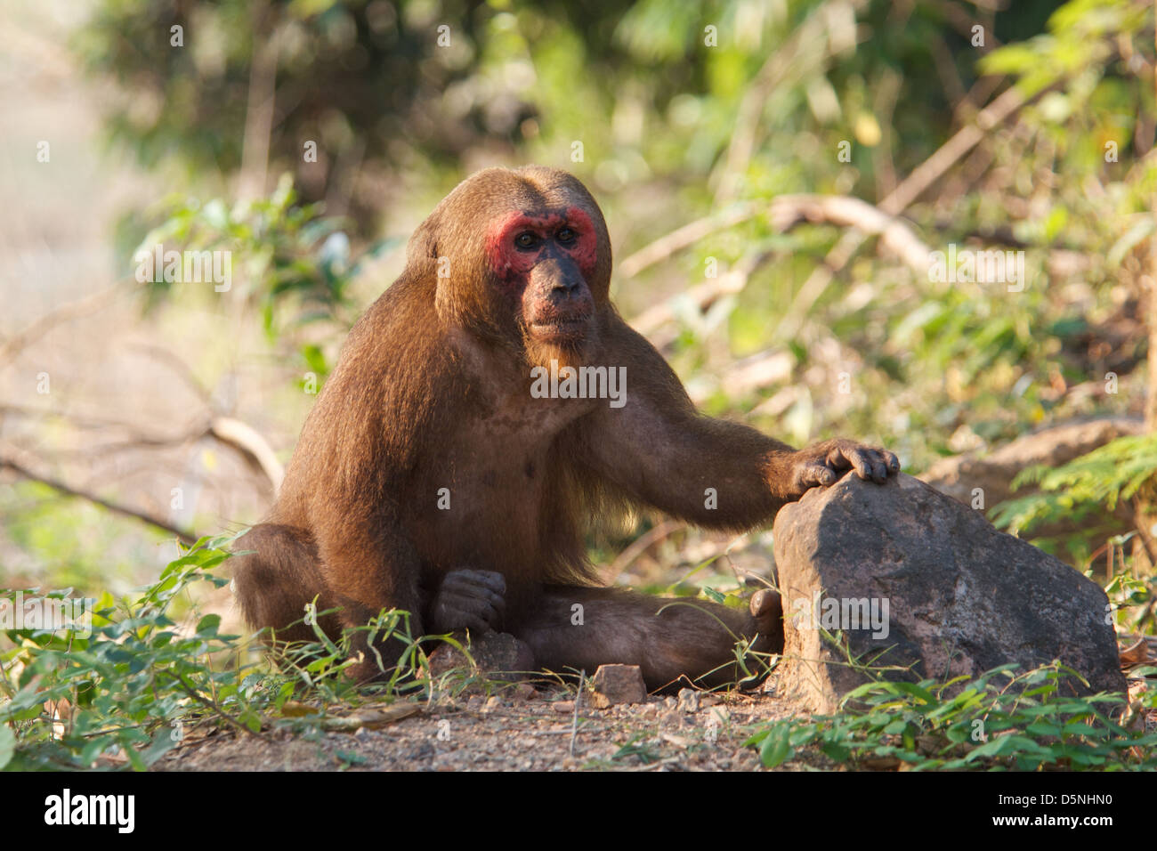 Stumptail macaque hi-res stock photography and images - Alamy