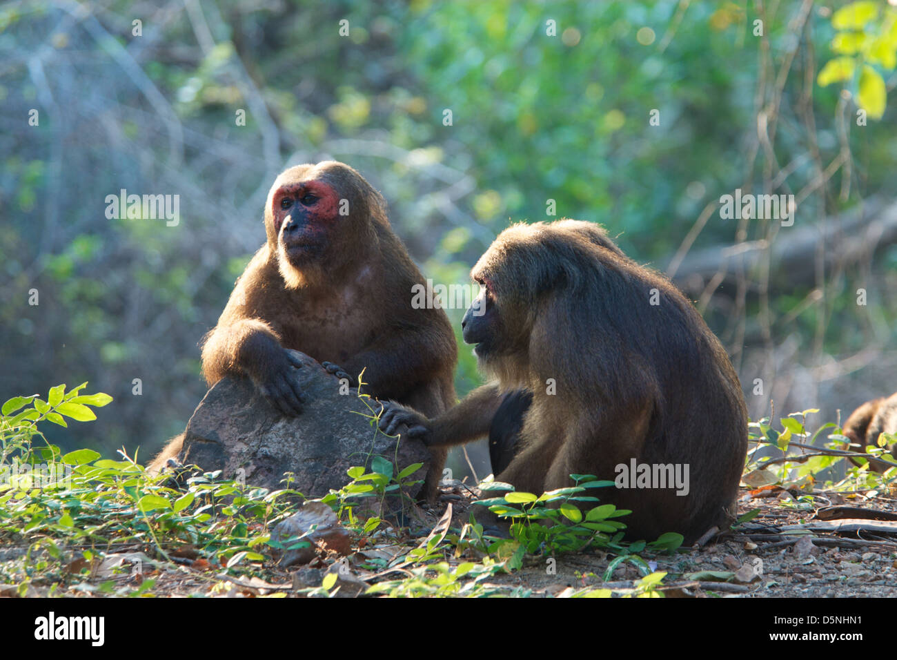 Stump tailed macaque macaca arctoides hi-res stock photography and ...