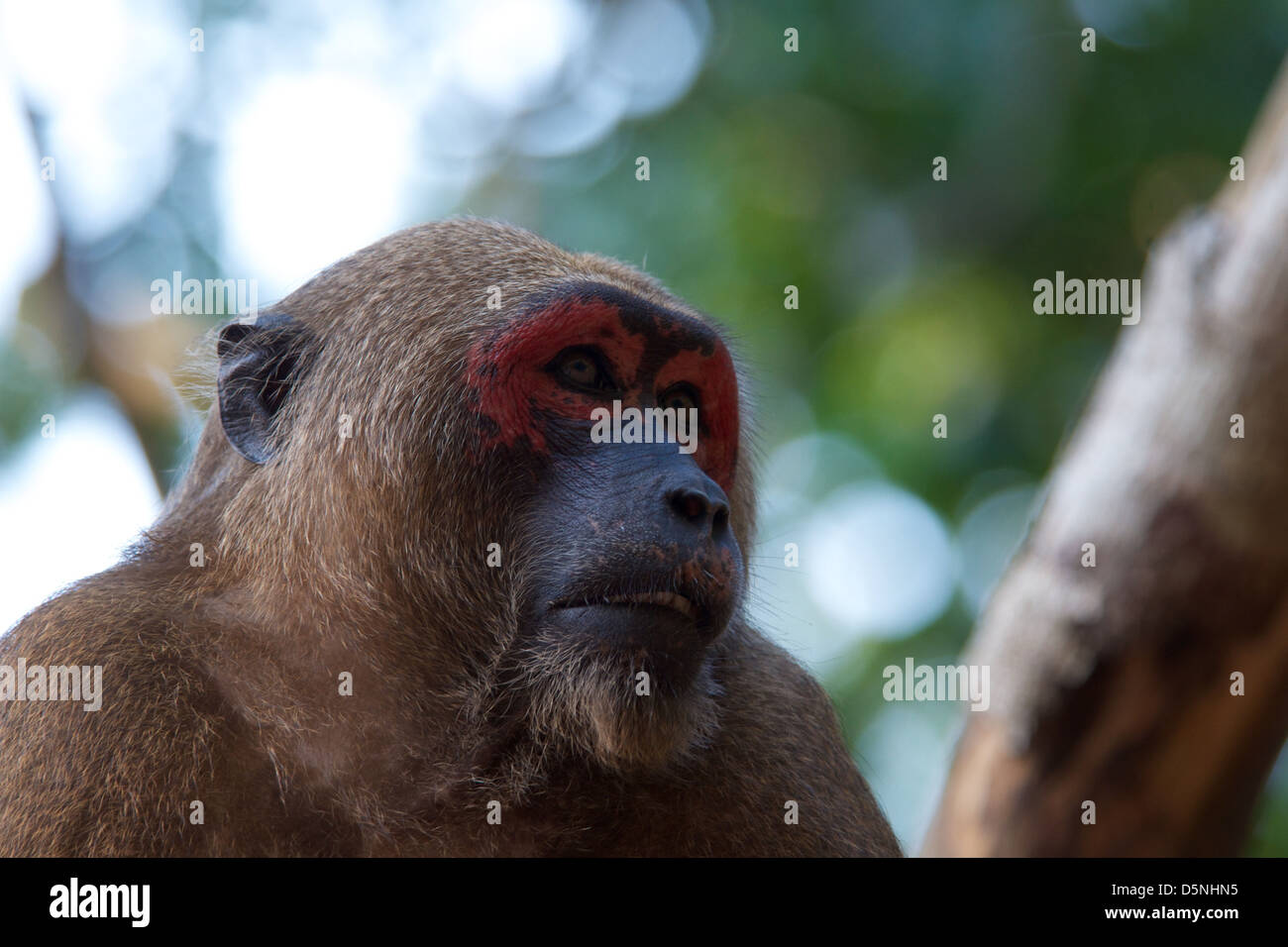 Wild Stump-tailed macaque, Macaca arctoides Stock Photo - Alamy