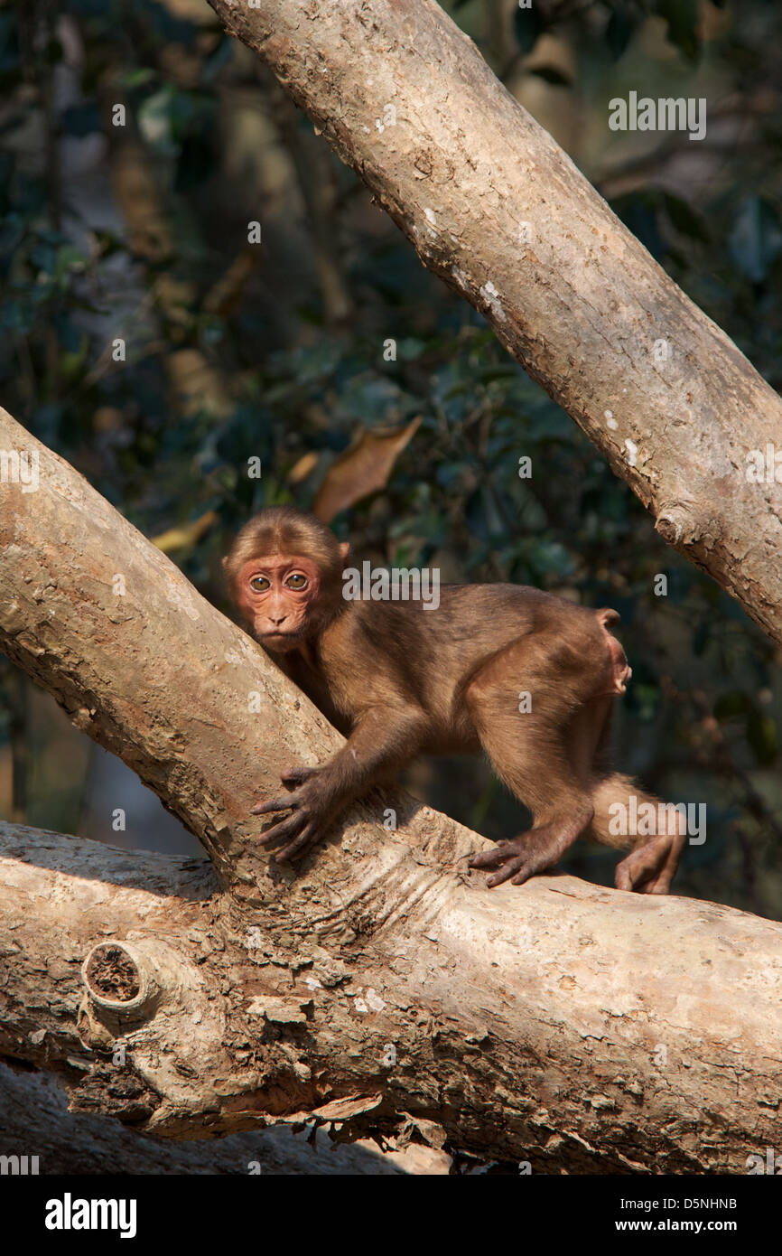 Wild Stump-tailed macaque, Macaca arctoides Stock Photo - Alamy