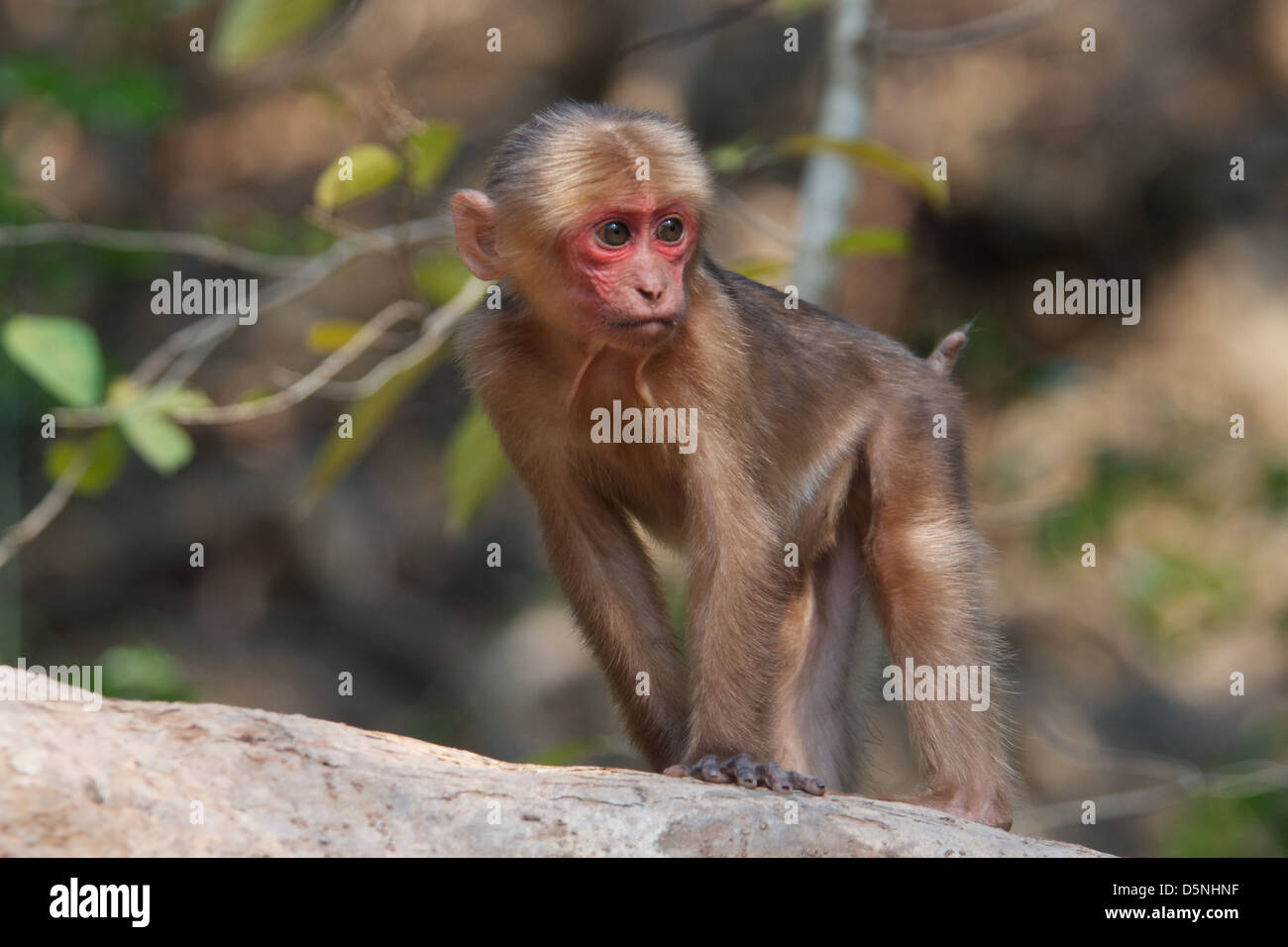 Wild Stump-tailed macaque, Macaca arctoides Stock Photo - Alamy