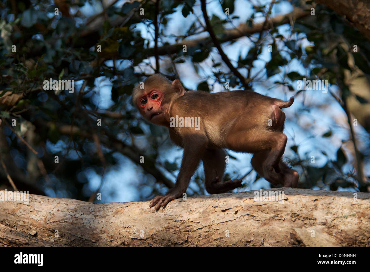 Bear macaque hi-res stock photography and images - Alamy