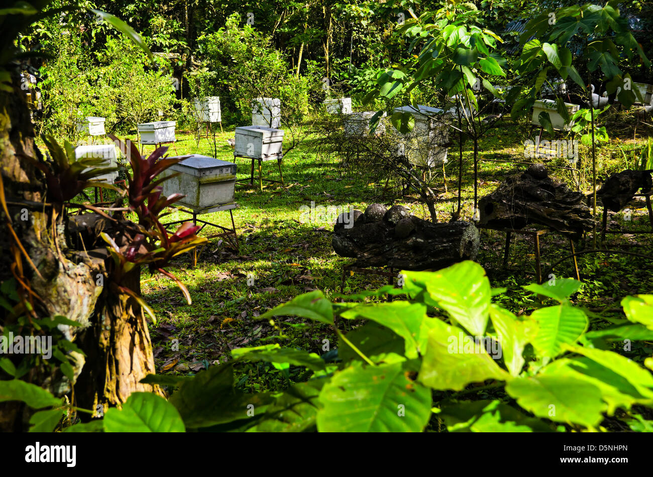 White boxes of honey bees in a honey bee farm Stock Photo - Alamy