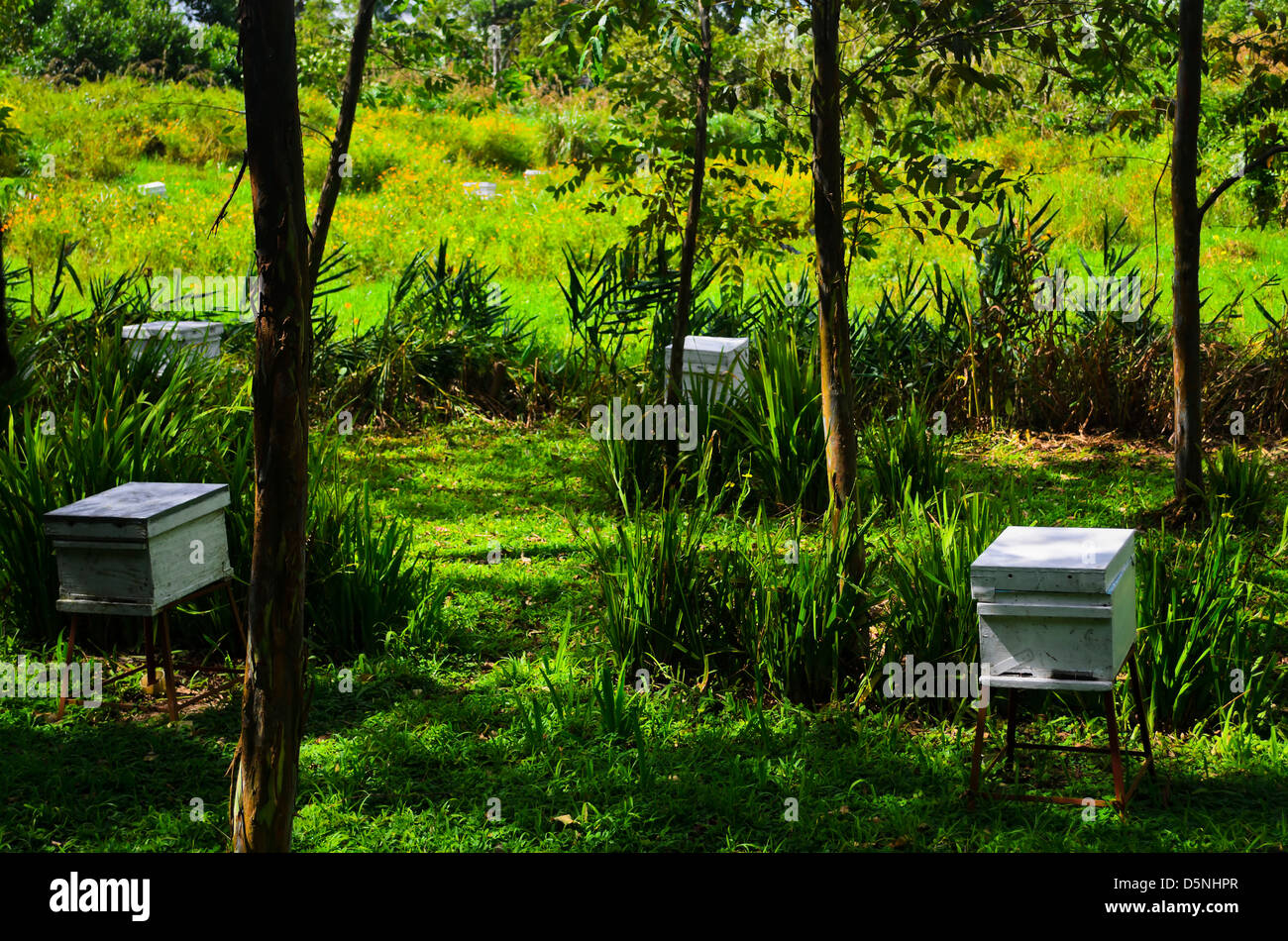 White boxes of honey bees in a honey bee farm Stock Photo - Alamy