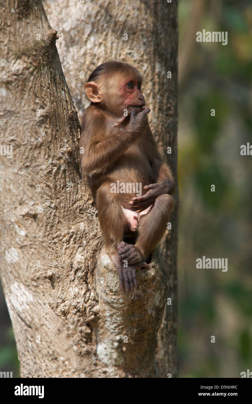 Stumptail macaque hi-res stock photography and images - Alamy