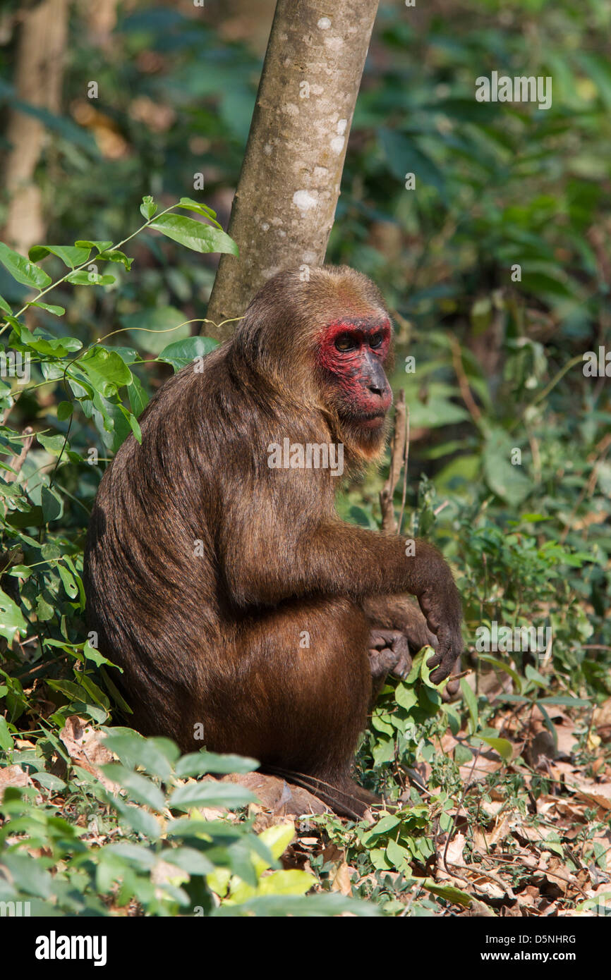 Stumptail macaque hi-res stock photography and images - Alamy