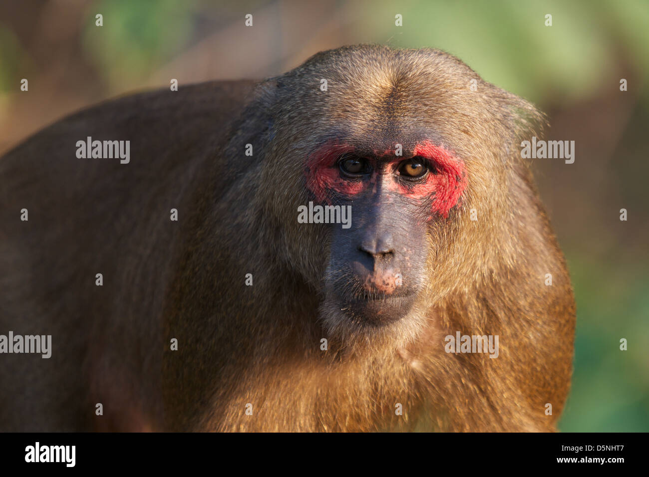 Tailed macaque hi-res stock photography and images - Alamy