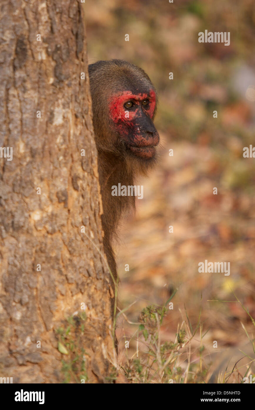 Wild Stump-tailed macaque, Macaca arctoides Stock Photo - Alamy
