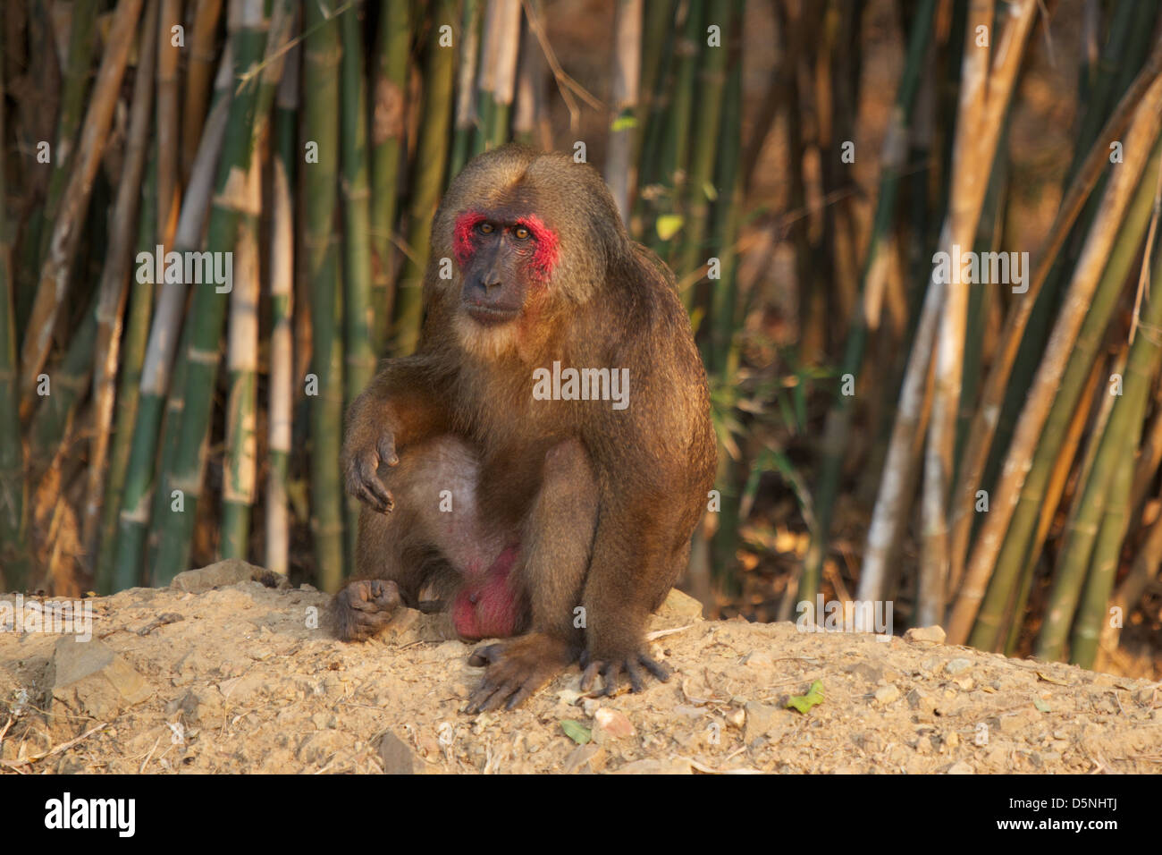 Bear macaque hi-res stock photography and images - Alamy