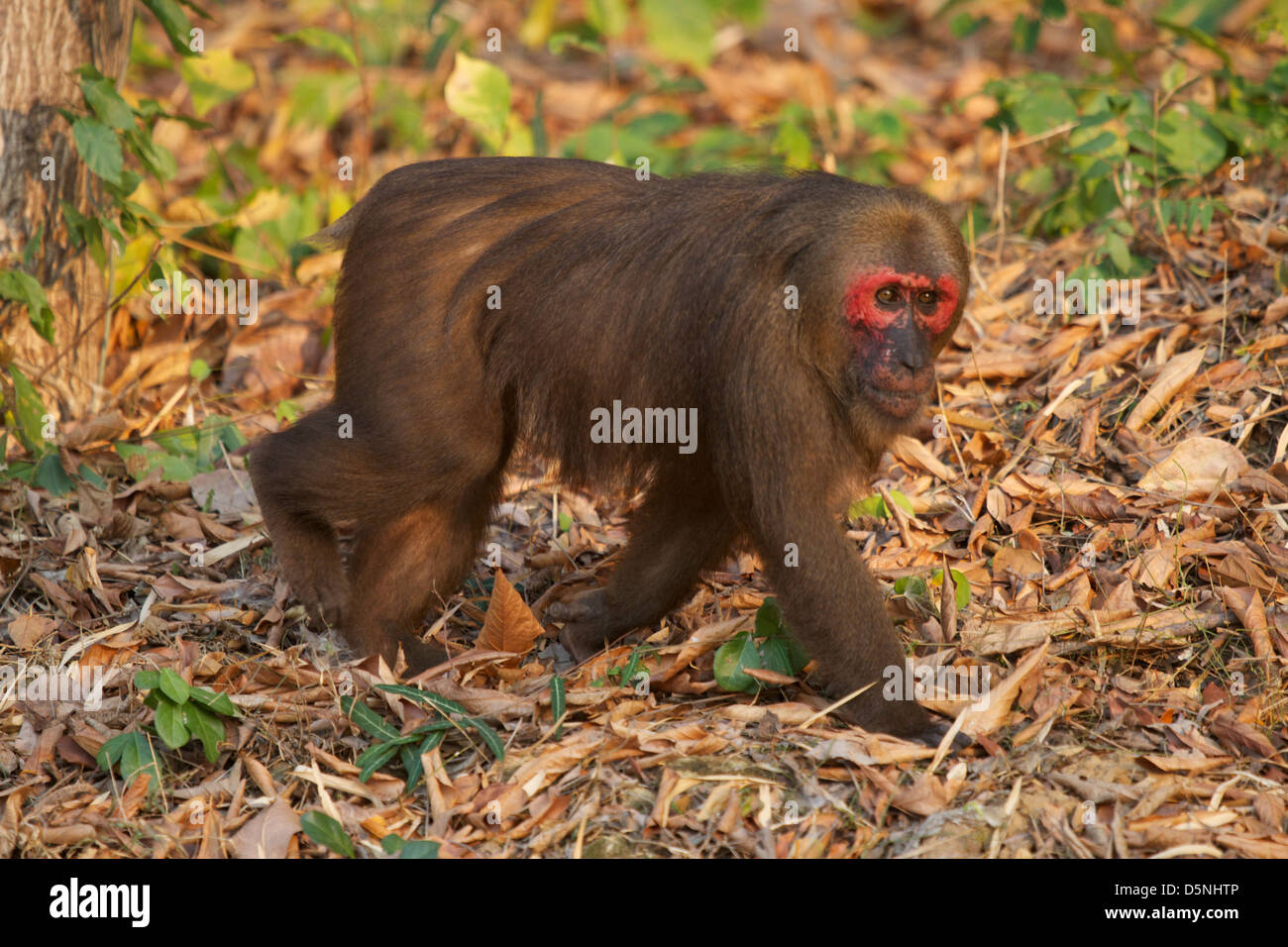 Wild Stump-tailed macaque, Macaca arctoides Stock Photo - Alamy