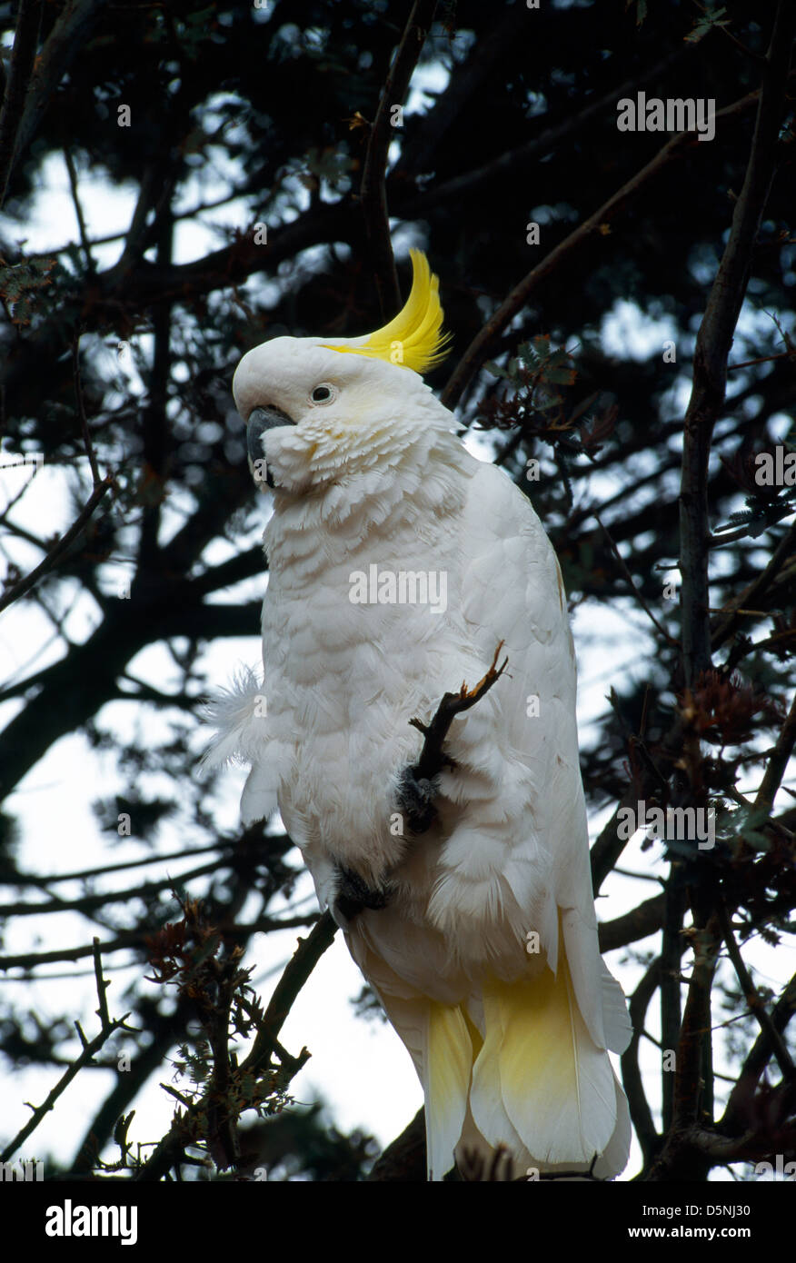 Australia Sulphur Crested Cockatoo Stock Photo - Alamy