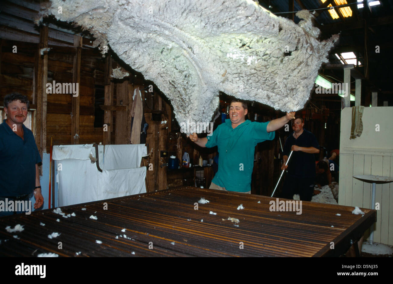 Tasmania Australia Man Holding Fleece at Sorting Table Sheep Shearing ...