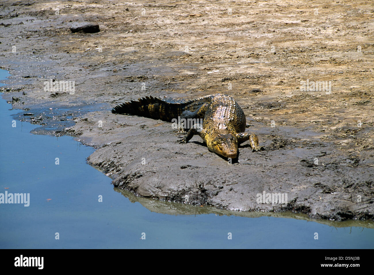 Australia Saltwater Crocodile Stock Photo - Alamy