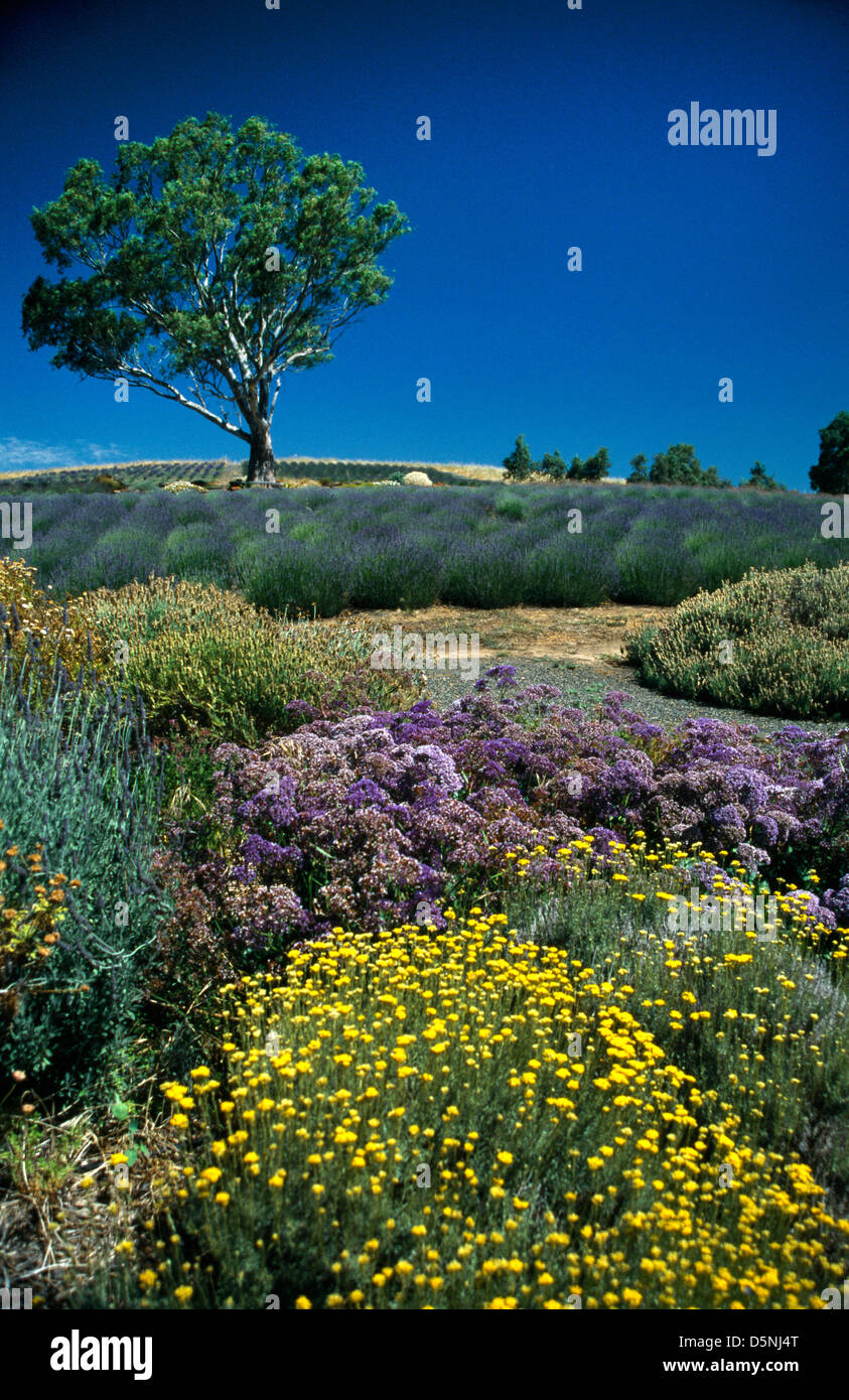 Lyndoch australia hi-res stock photography and images - Alamy