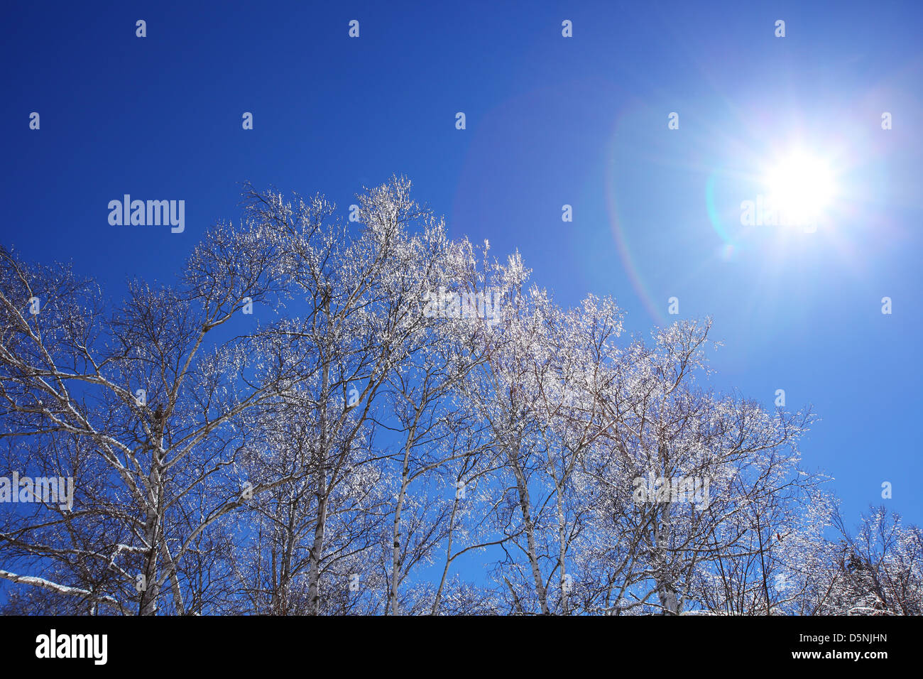 Rime and sun in blue sky, Nagano, Japan Stock Photo - Alamy