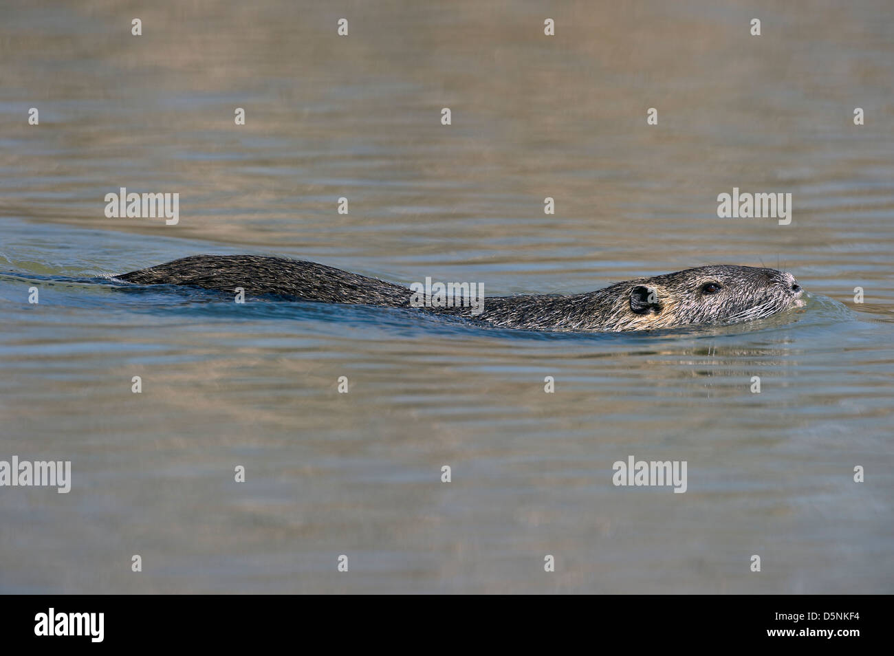 Rodents swimming hi-res stock photography and images - Alamy