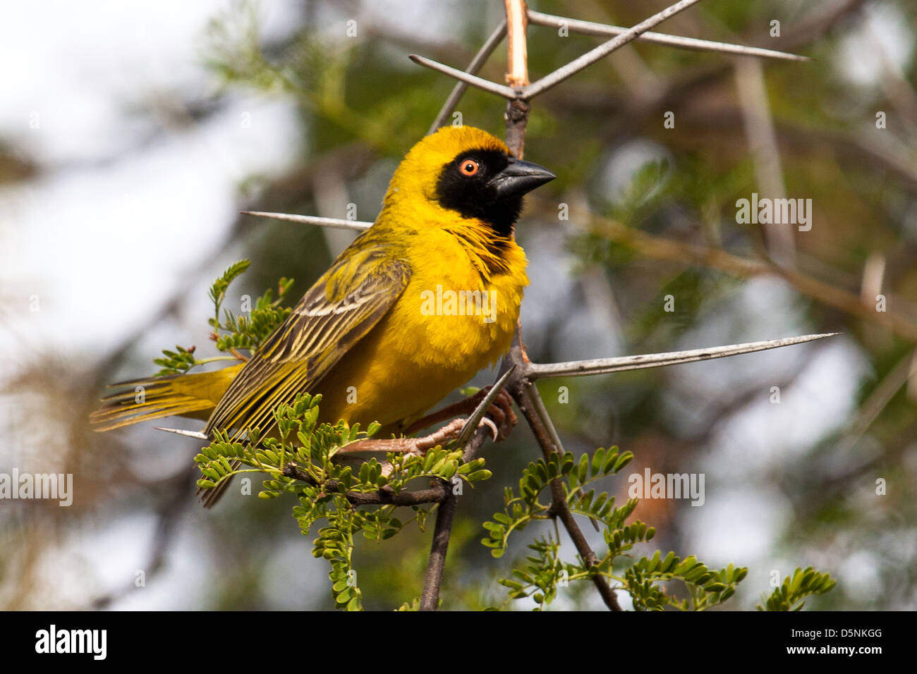 Black masked bird hi-res stock photography and images - Alamy