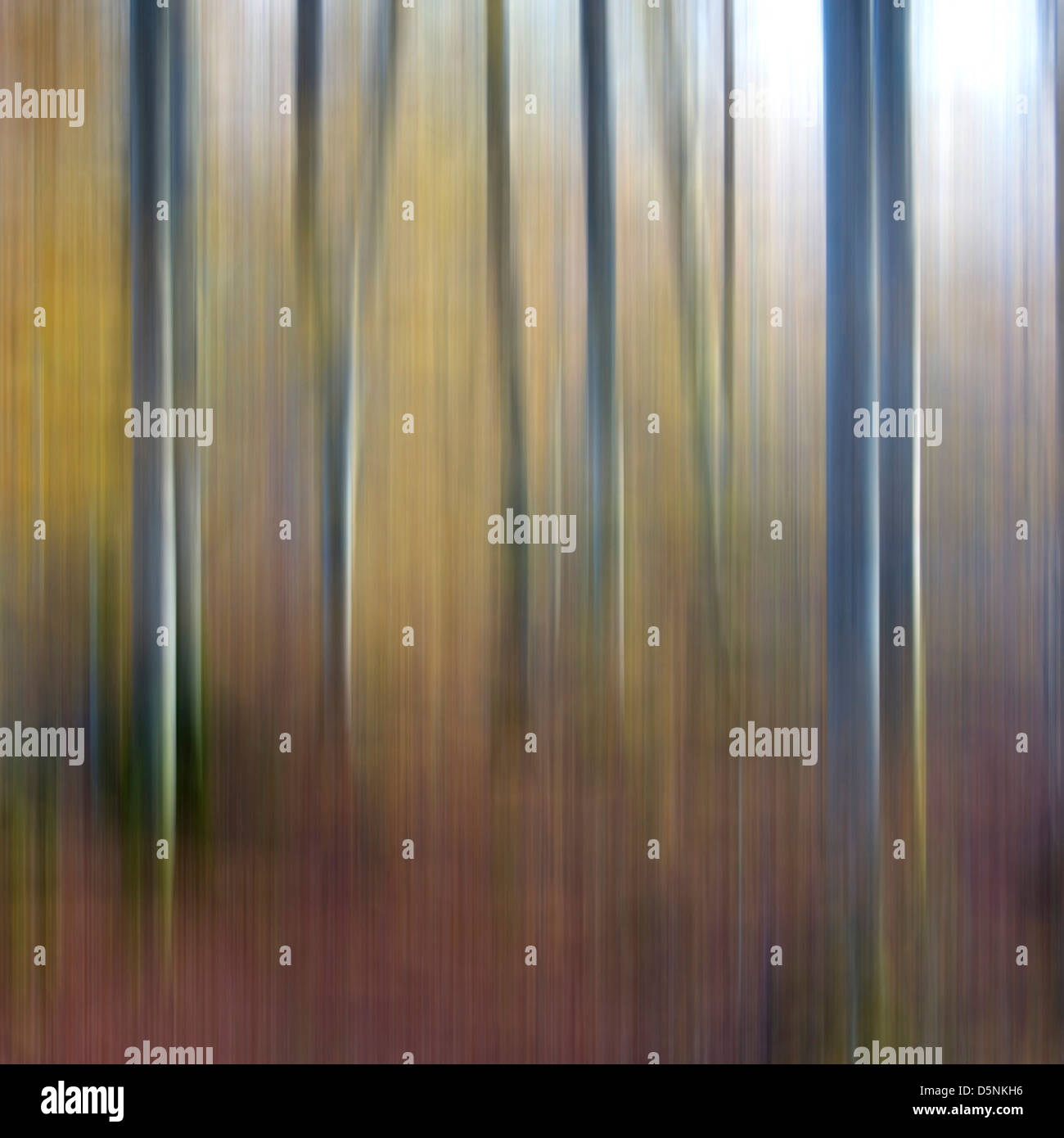 Alignment of trunks hi-res stock photography and images - Alamy