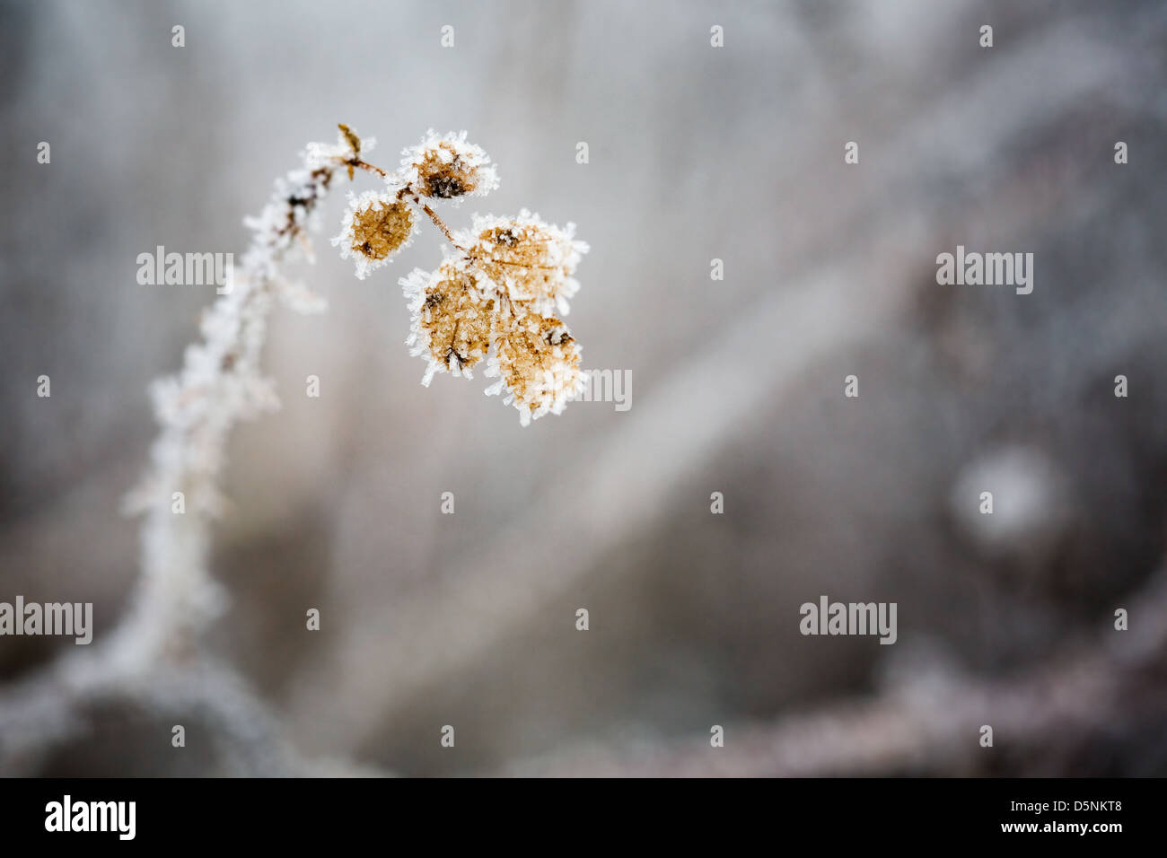 Frosty leaf hanging from tree Stock Photo - Alamy
