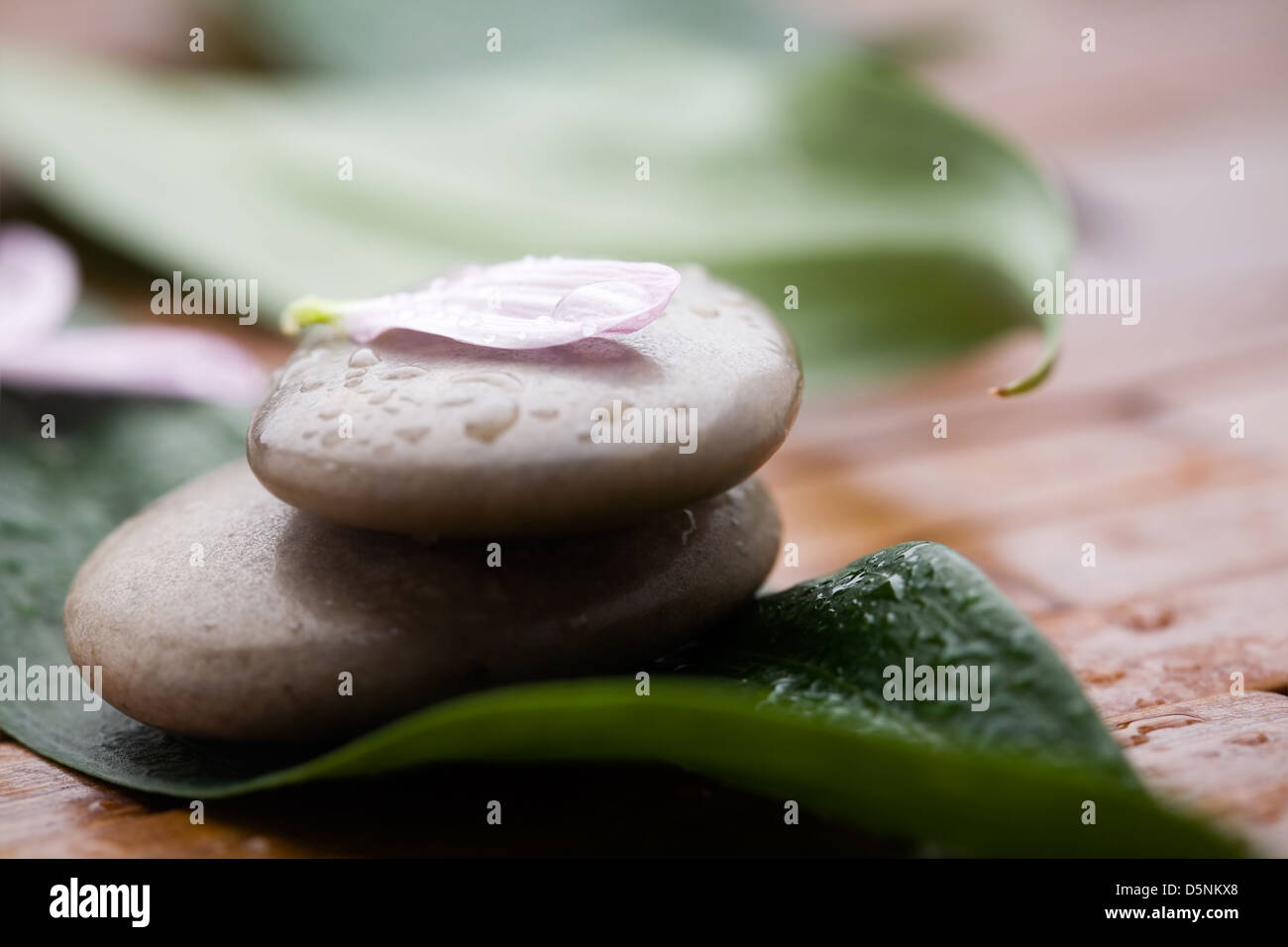 Stones with flower petals and water drops Stock Photo - Alamy