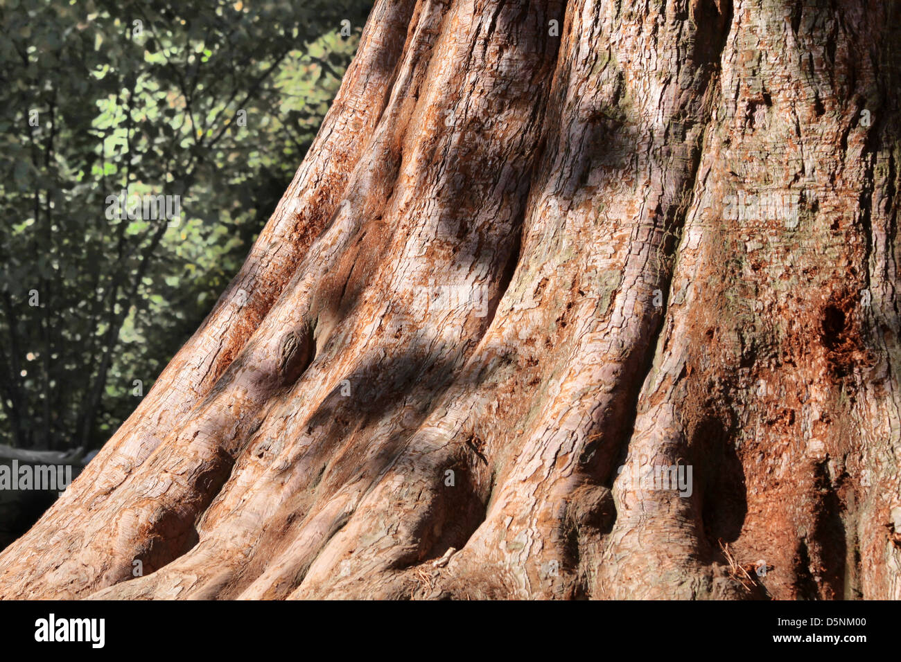Redwood tree roots hi-res stock photography and images - Alamy