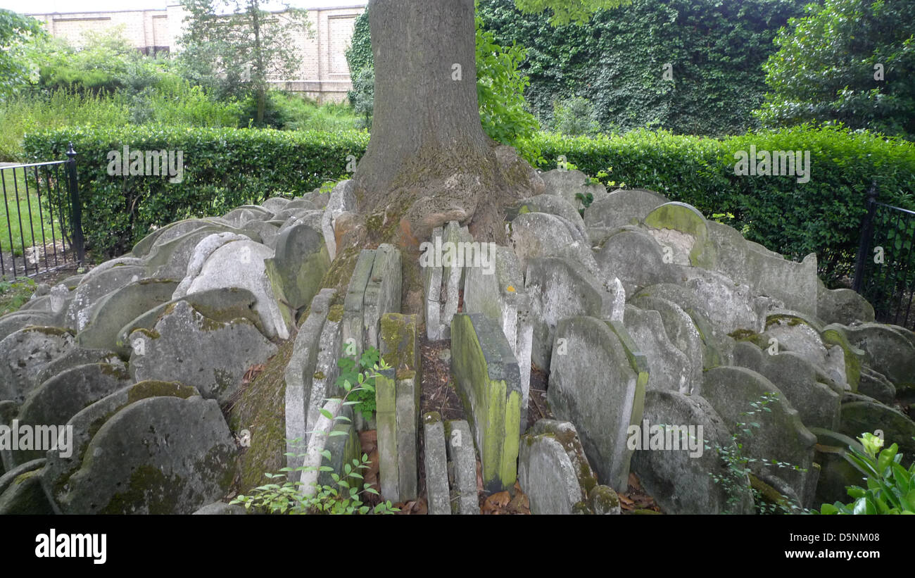 Thomas hardy tree hi-res stock photography and images - Alamy