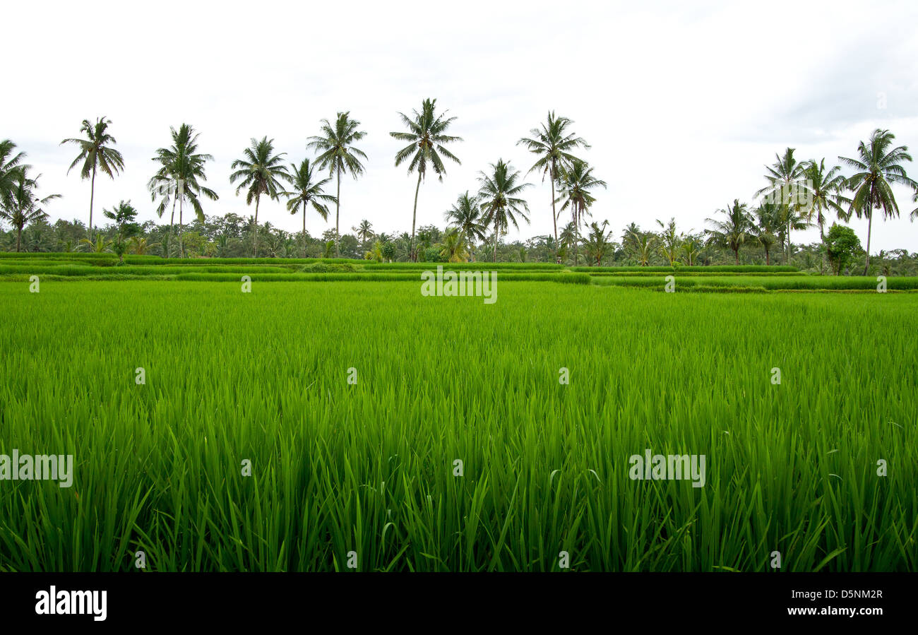Paddy field in rain hi-res stock photography and images - Alamy