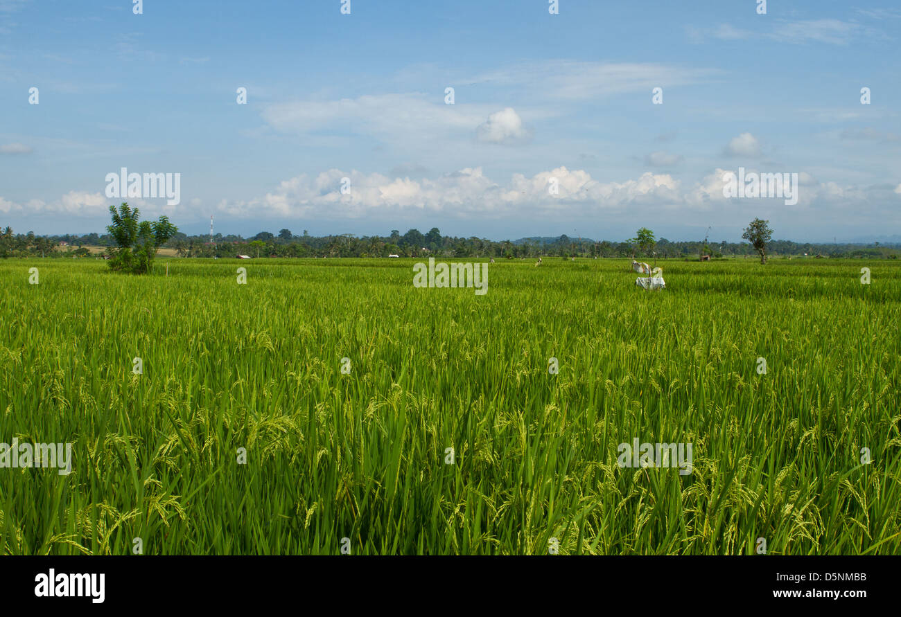 Paddy field in rain hi-res stock photography and images - Alamy