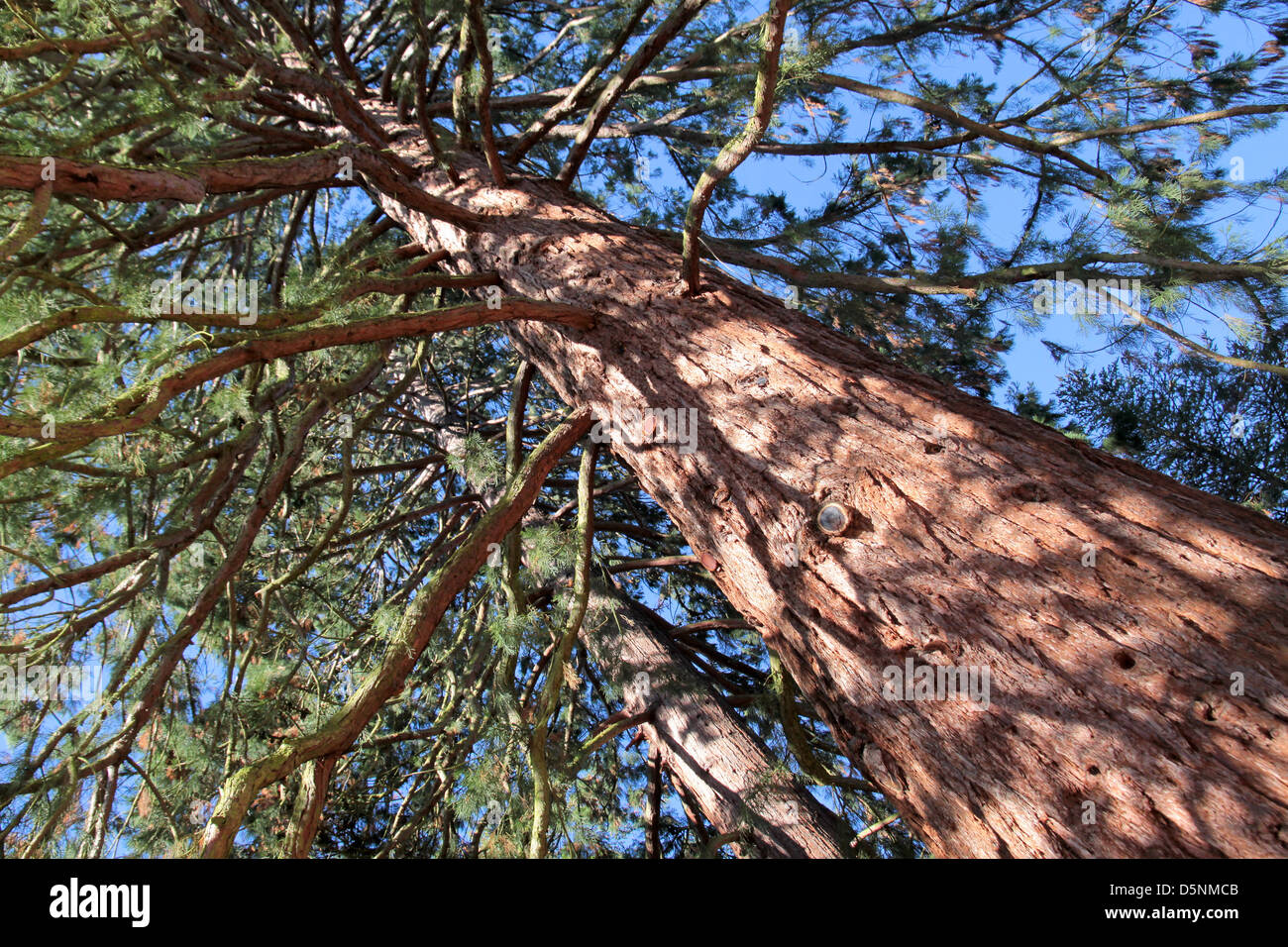 Pinewood tree hi-res stock photography and images - Alamy